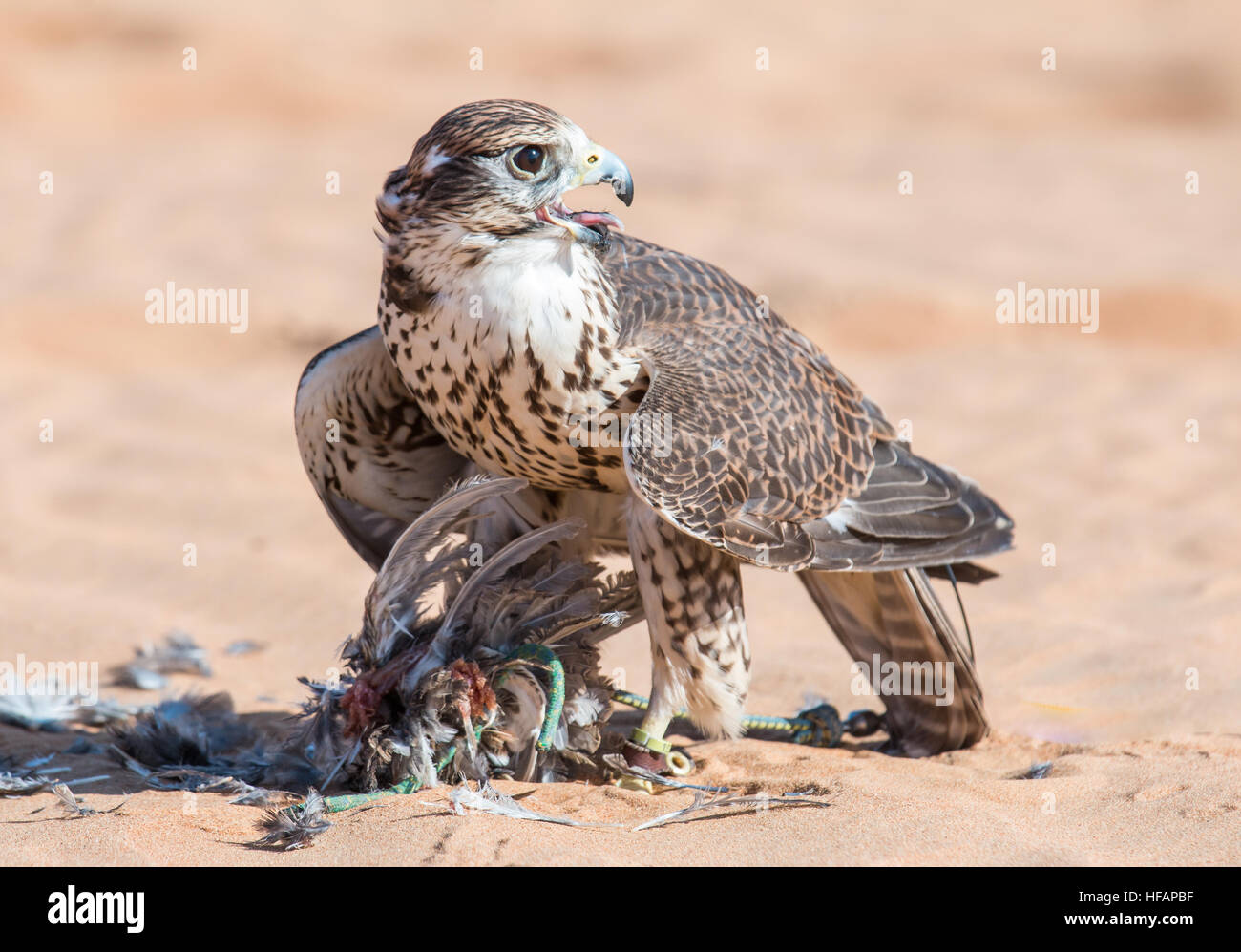 Saker falcon during a desert flight show Stock Photo - Alamy