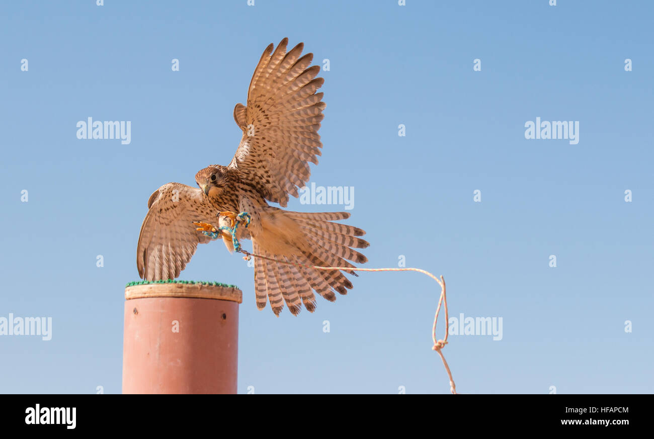 Common kestrel during a desert falconry show Stock Photo - Alamy