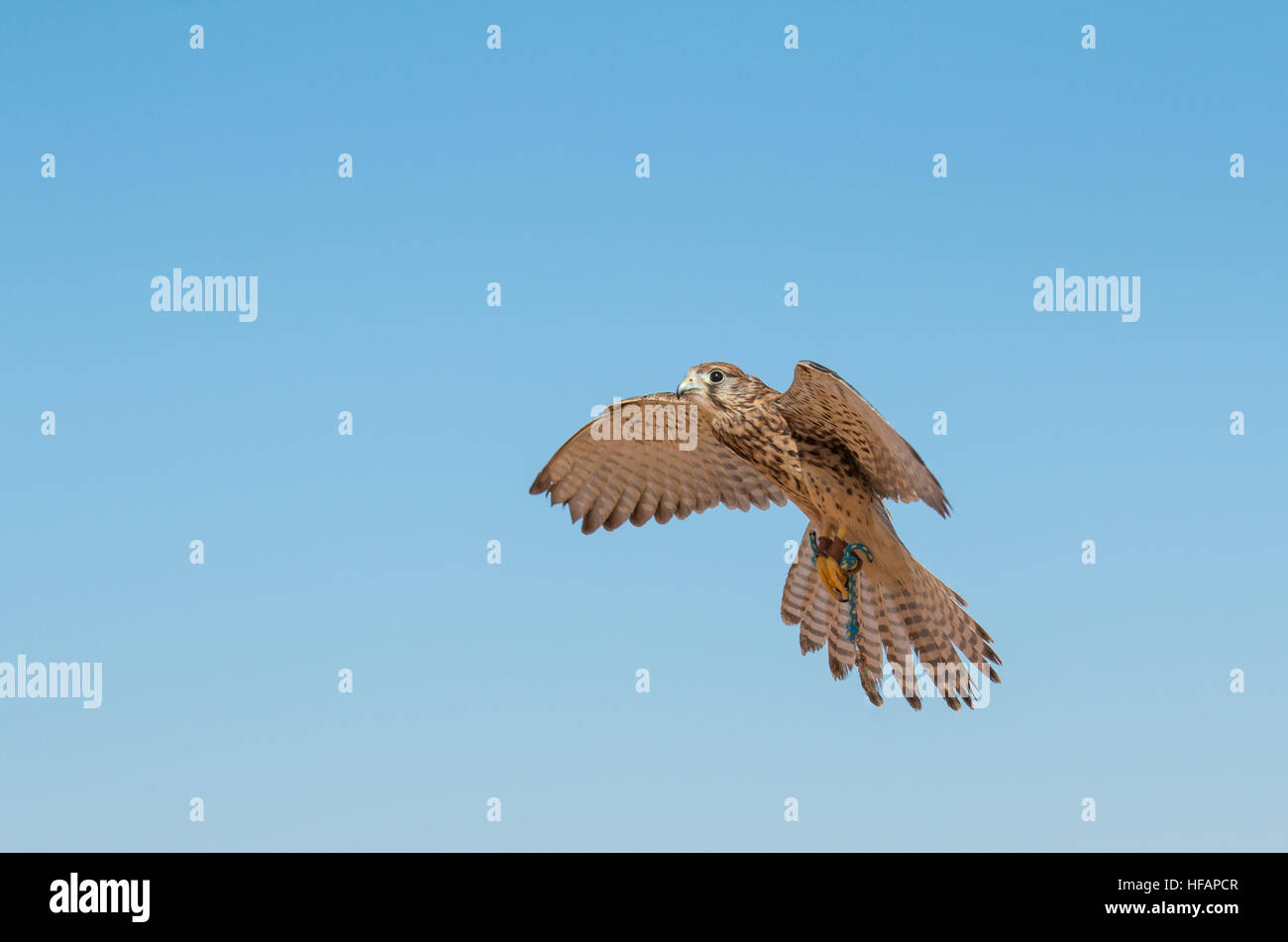 Common kestrel during a desert falconry show Stock Photo - Alamy