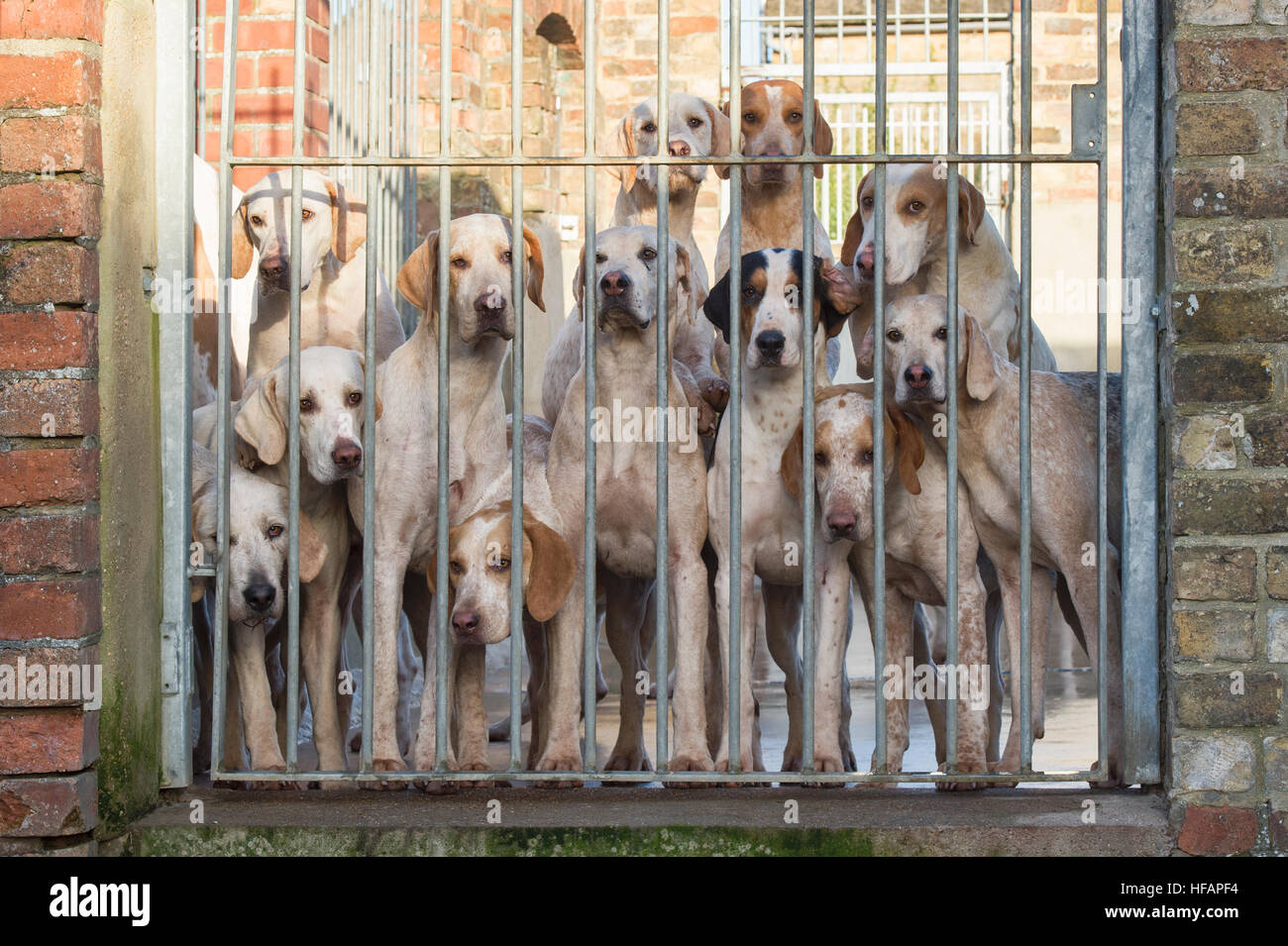 Fox hunting hounds in kennels hi-res stock photography and images - Alamy