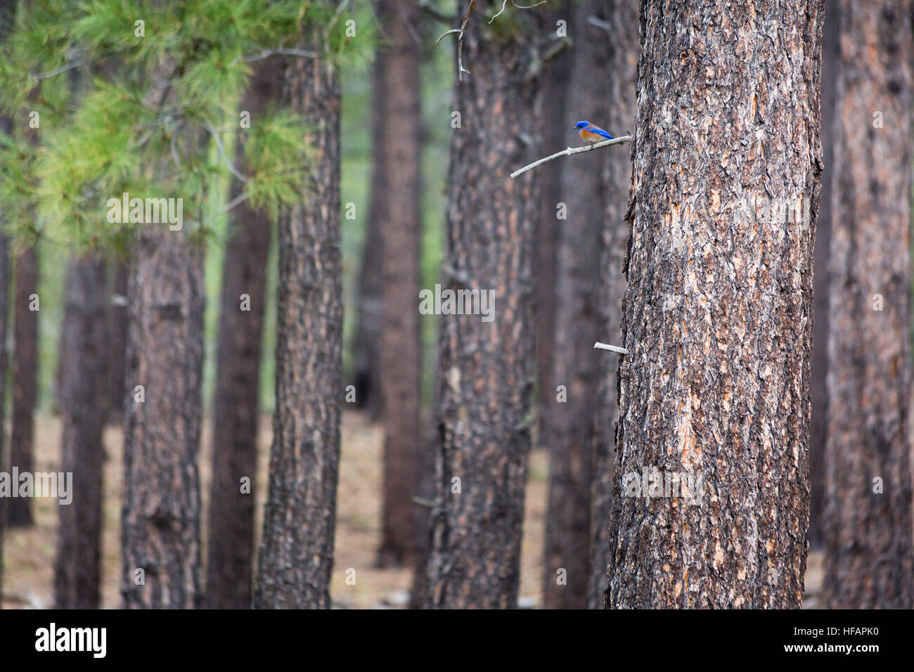 A western bluebird perched on a small branch in a ponderosa pine tree ...