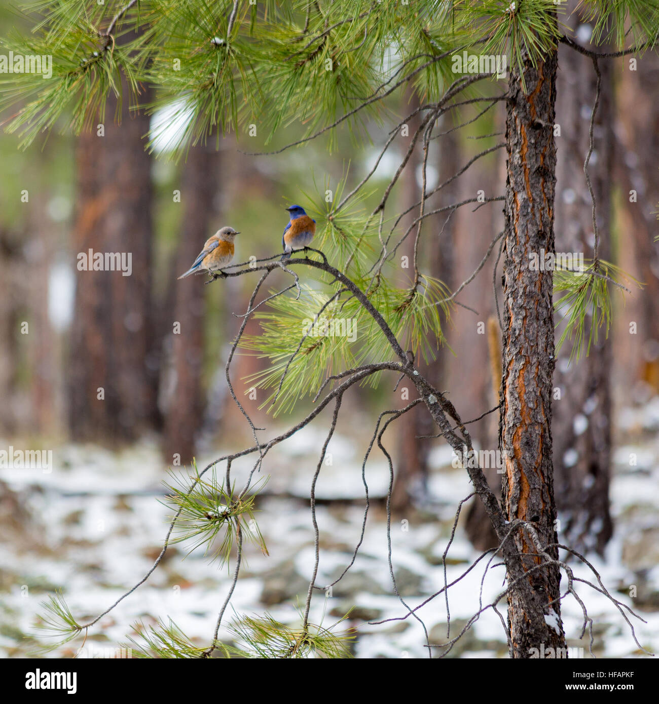 A mating pair of western bluebirds perched on a young ponderosa pine ...