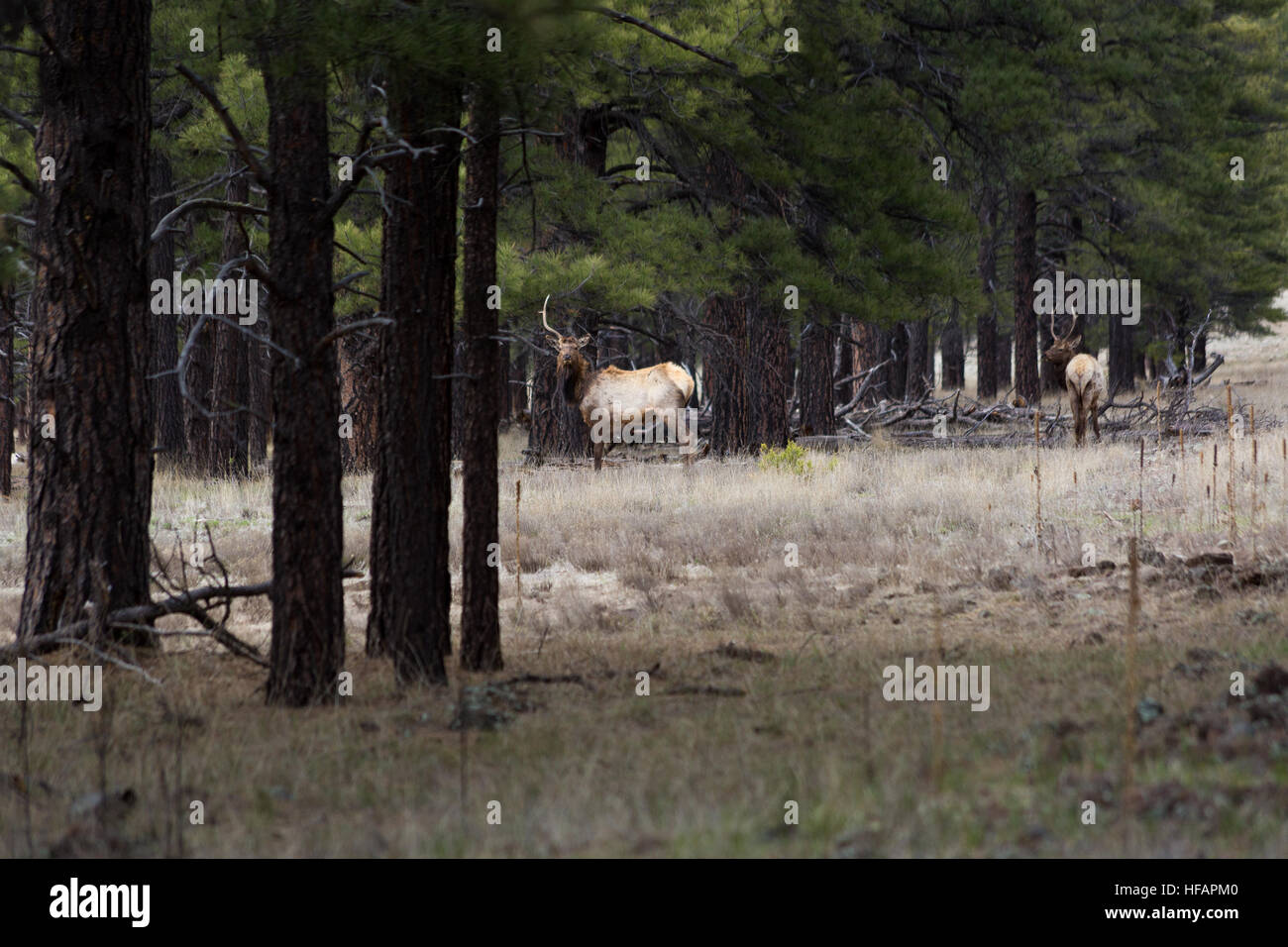 Two bull elk looking cautiously from a forest tree line near the ...