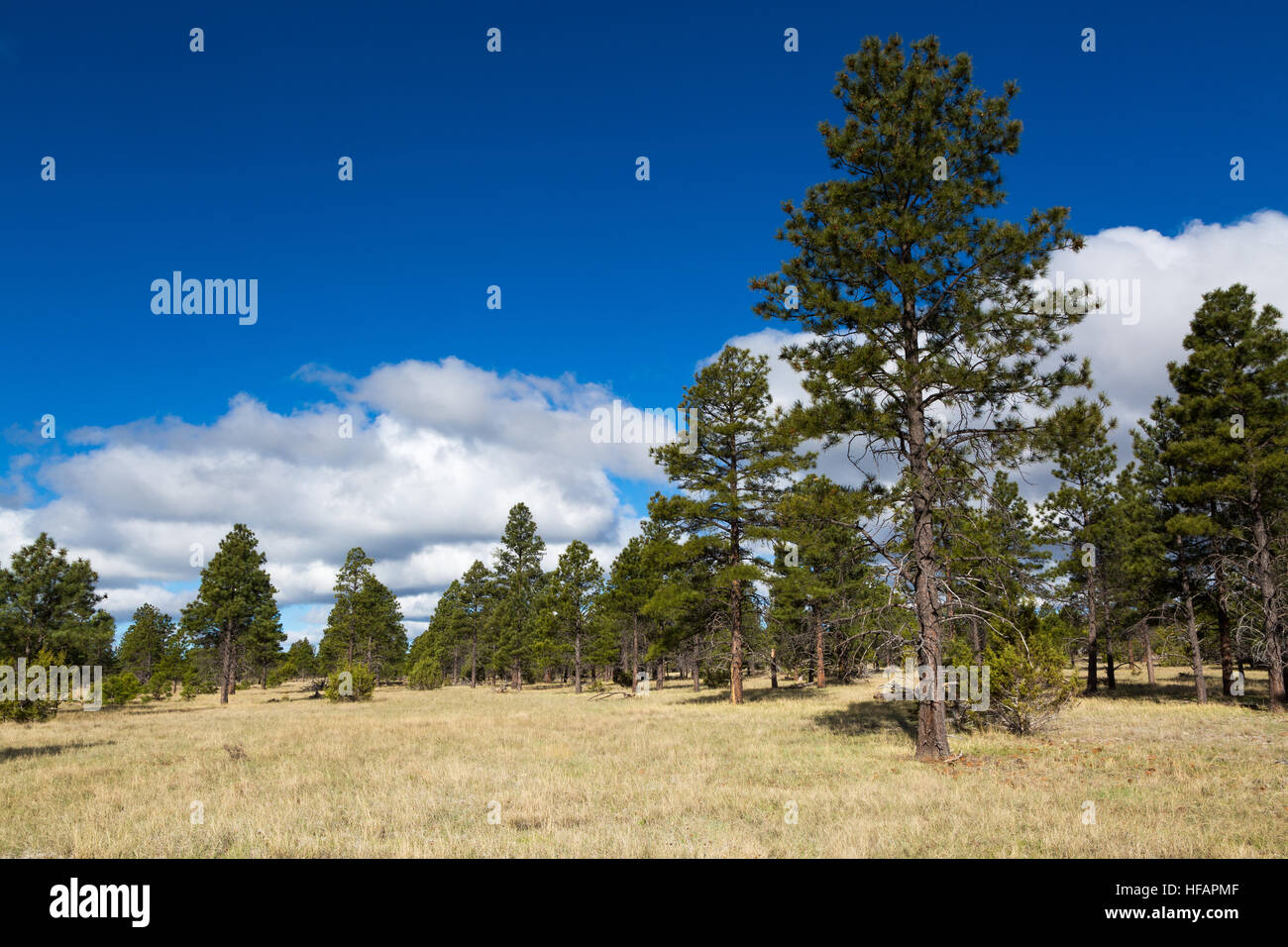 A ponderosa pine tree forest lining a meadow along the Arizona Trail ...