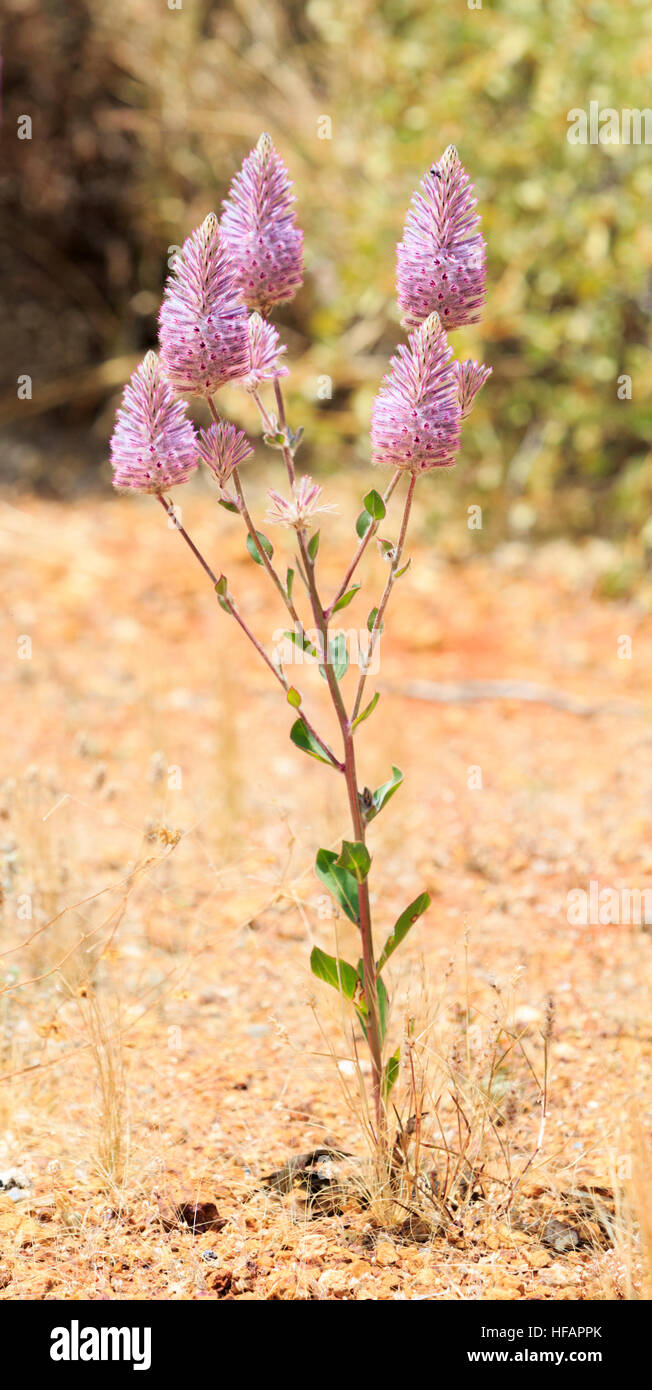 Mulla Mulla Western Australia High Resolution Stock Photography and ...