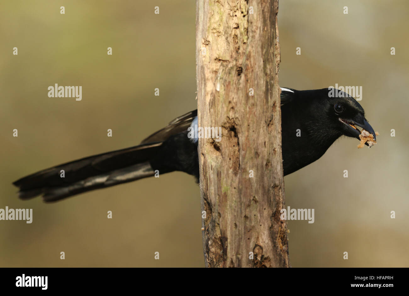 A feeding Magpie (Pica pica) from the Crows family (Corvidae) with food ...