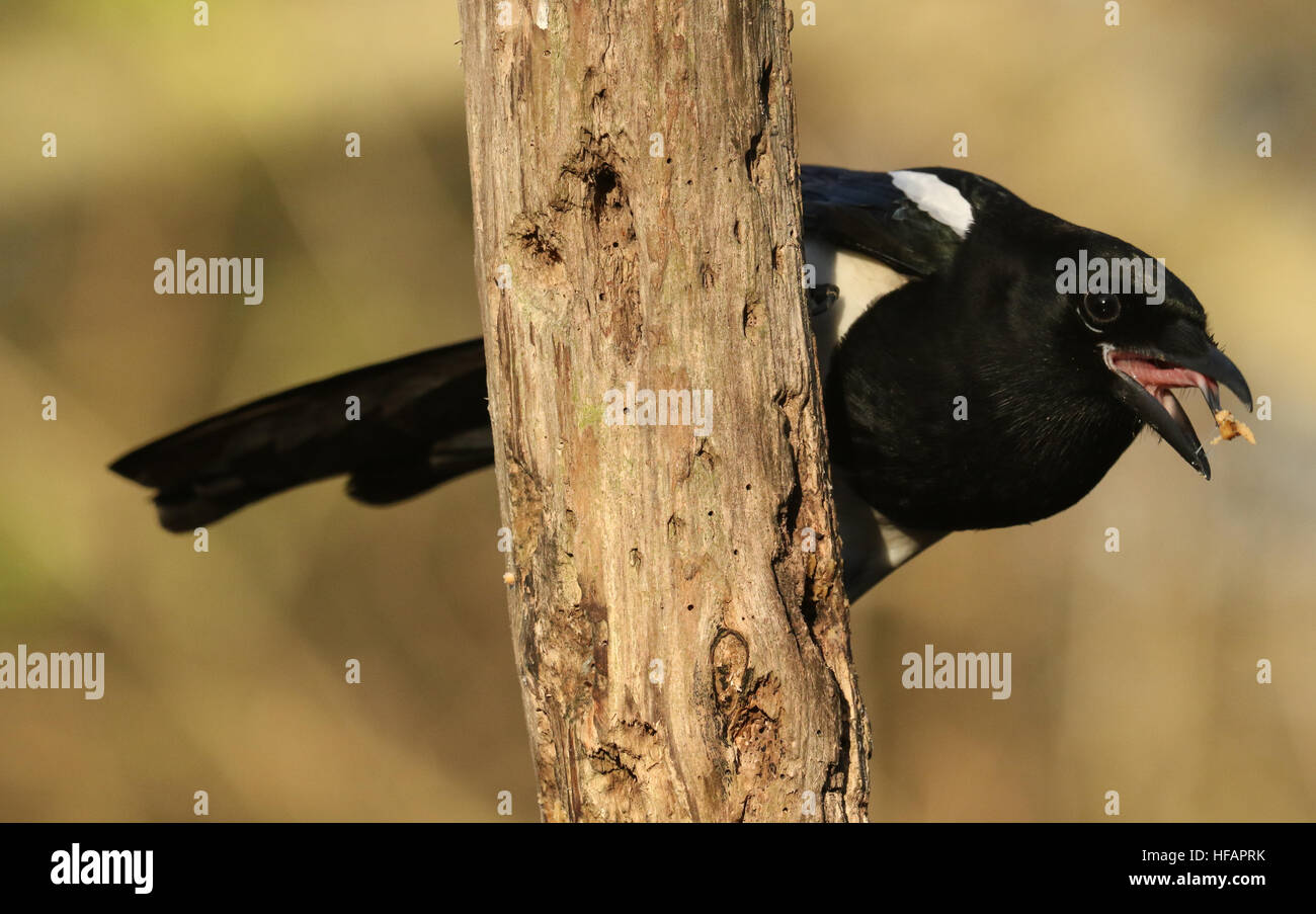 A feeding Magpie (Pica pica) from the Crows family (Corvidae) with its ...