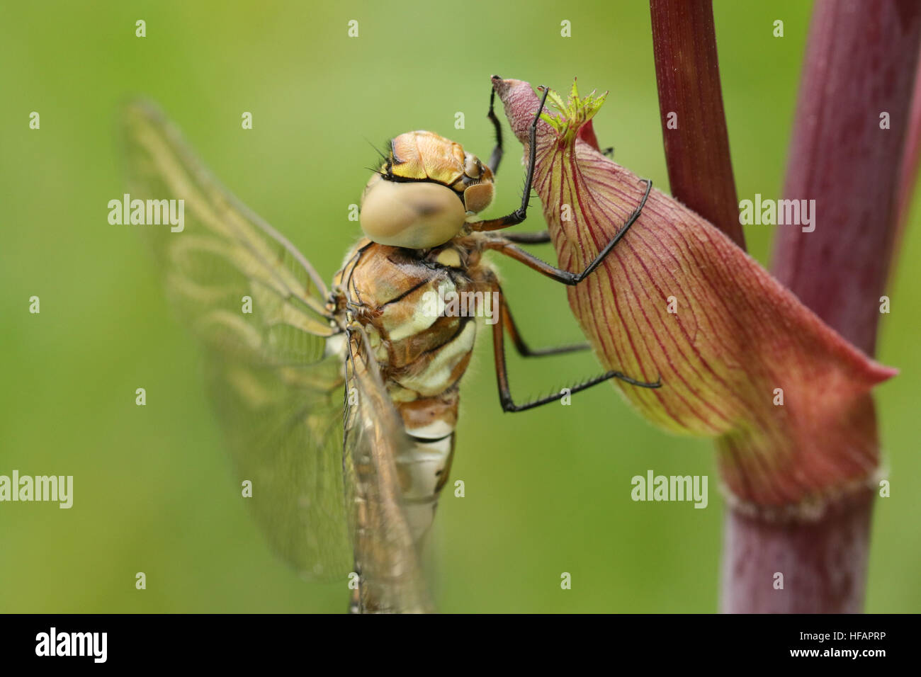 A female Migrant Hawker (Aeshna mixta) dragonfly perched on Angelica ...