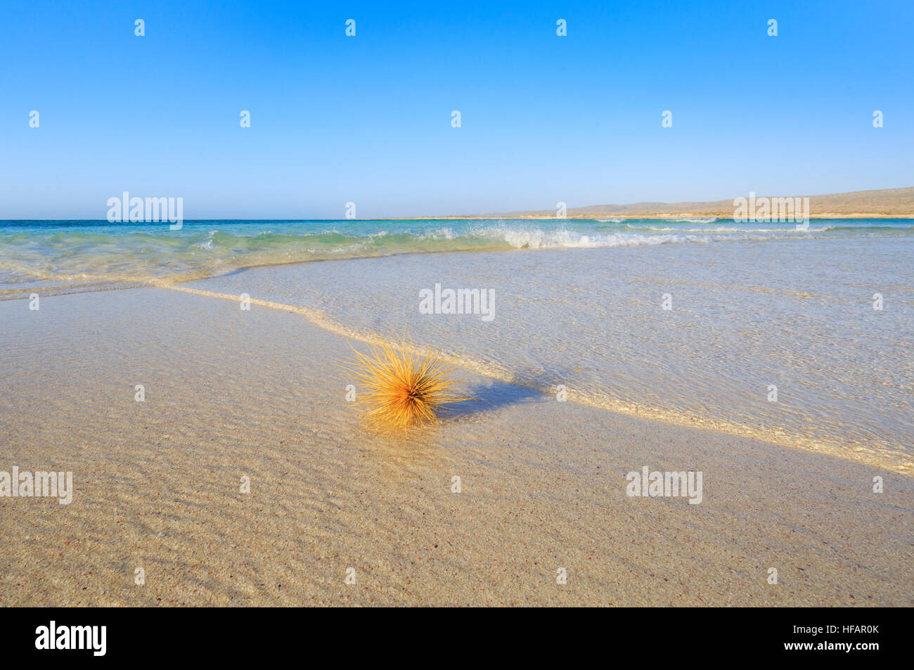 Beach seed hi-res stock photography and images - Alamy