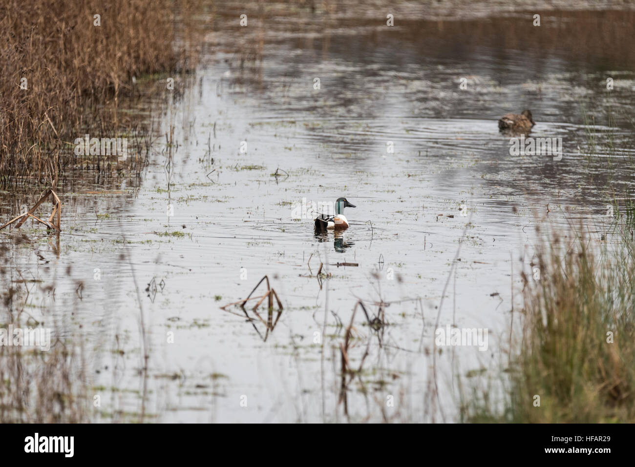 A pair of Shoveler ducks swimming at Hook’s Marsh, Essex Stock Photo ...