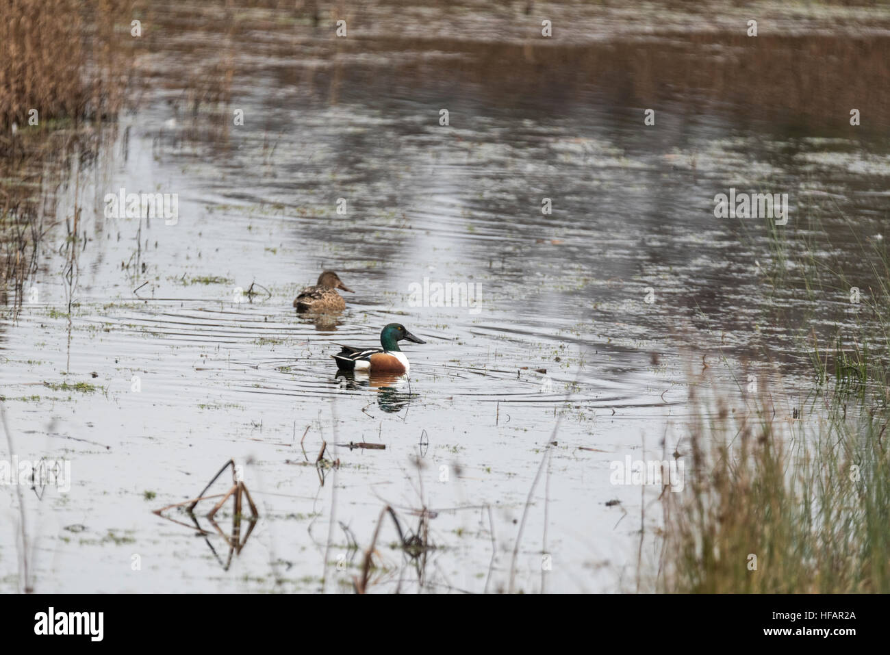 A pair of Shoveler ducks swimming at Hook’s Marsh, Essex Stock Photo ...
