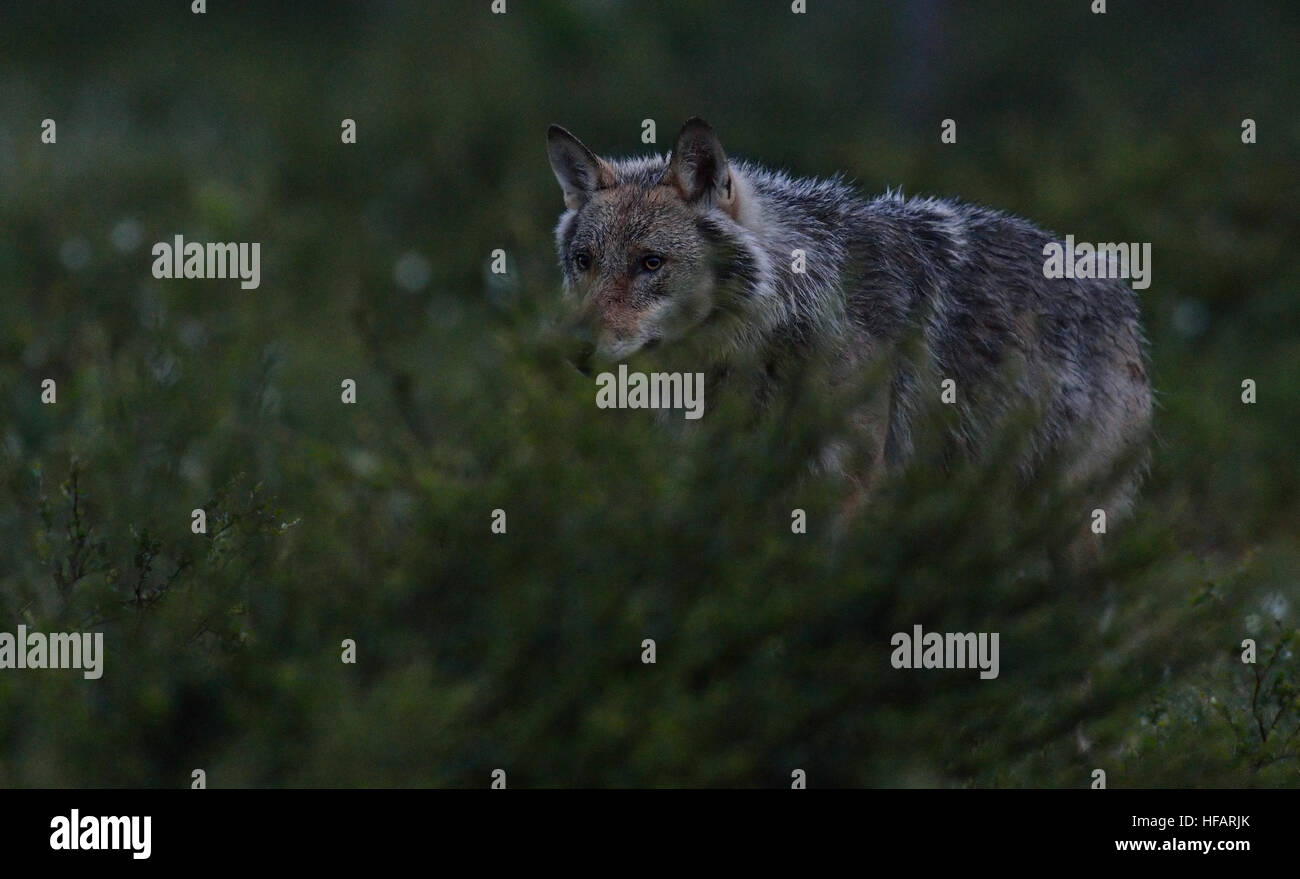 Wolf in the bog at night Stock Photo - Alamy