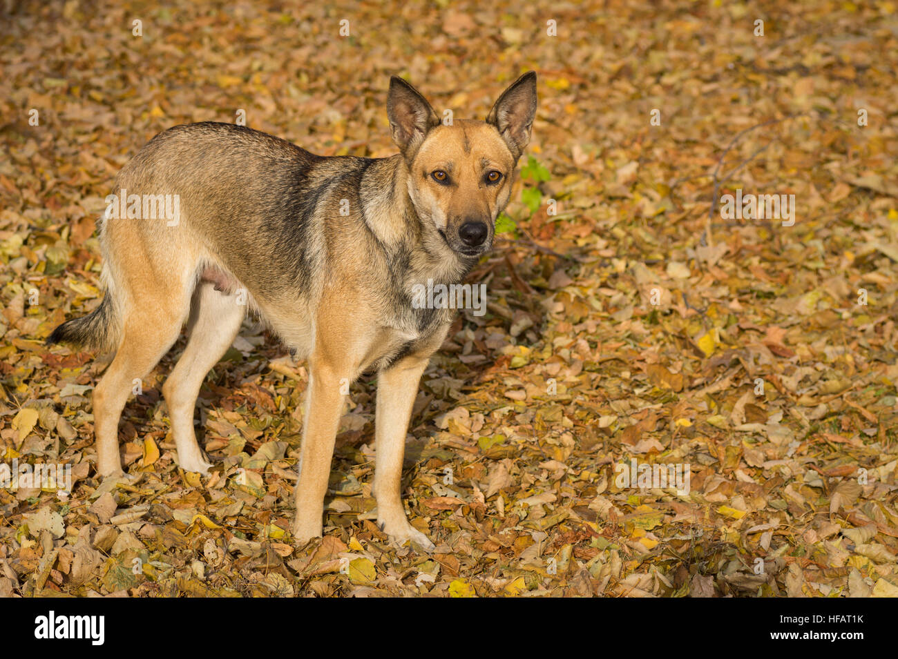 Outdoor portrait of cute stray female dog Stock Photo - Alamy