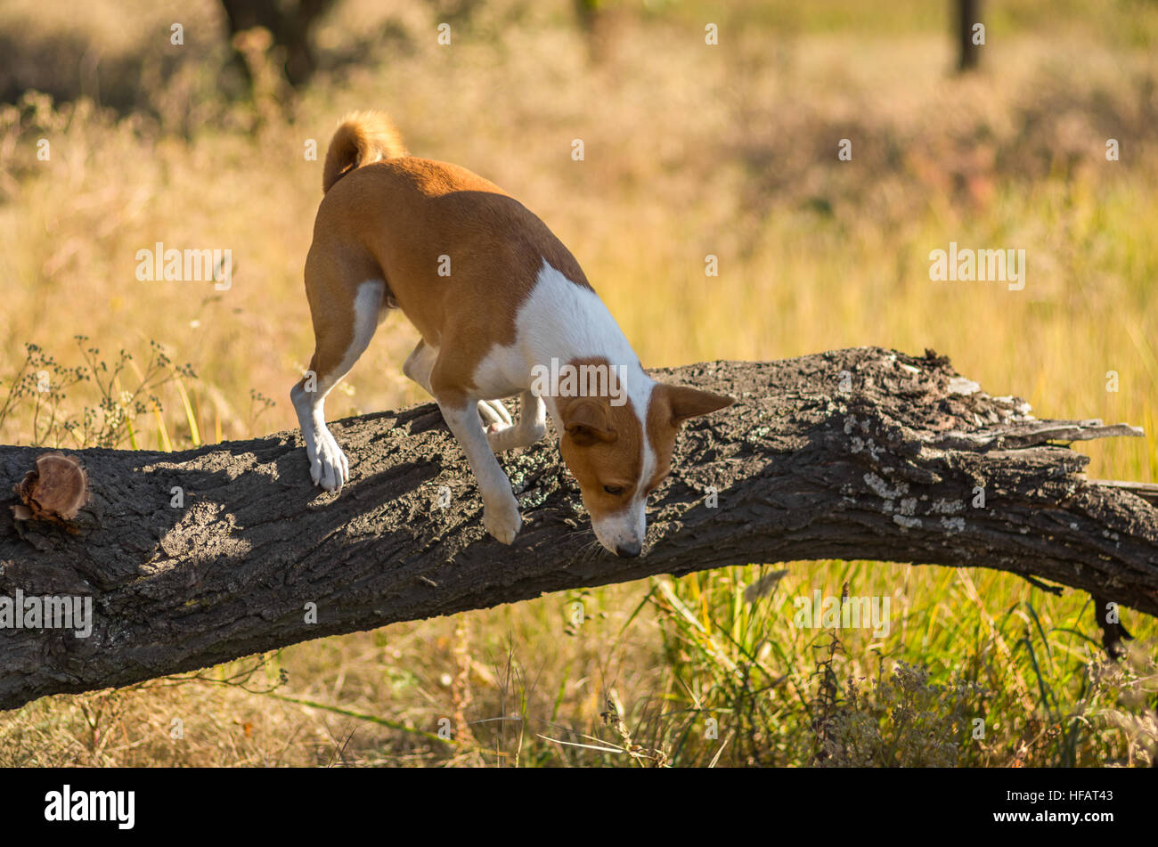 African wild dog jump hi-res stock photography and images - Alamy