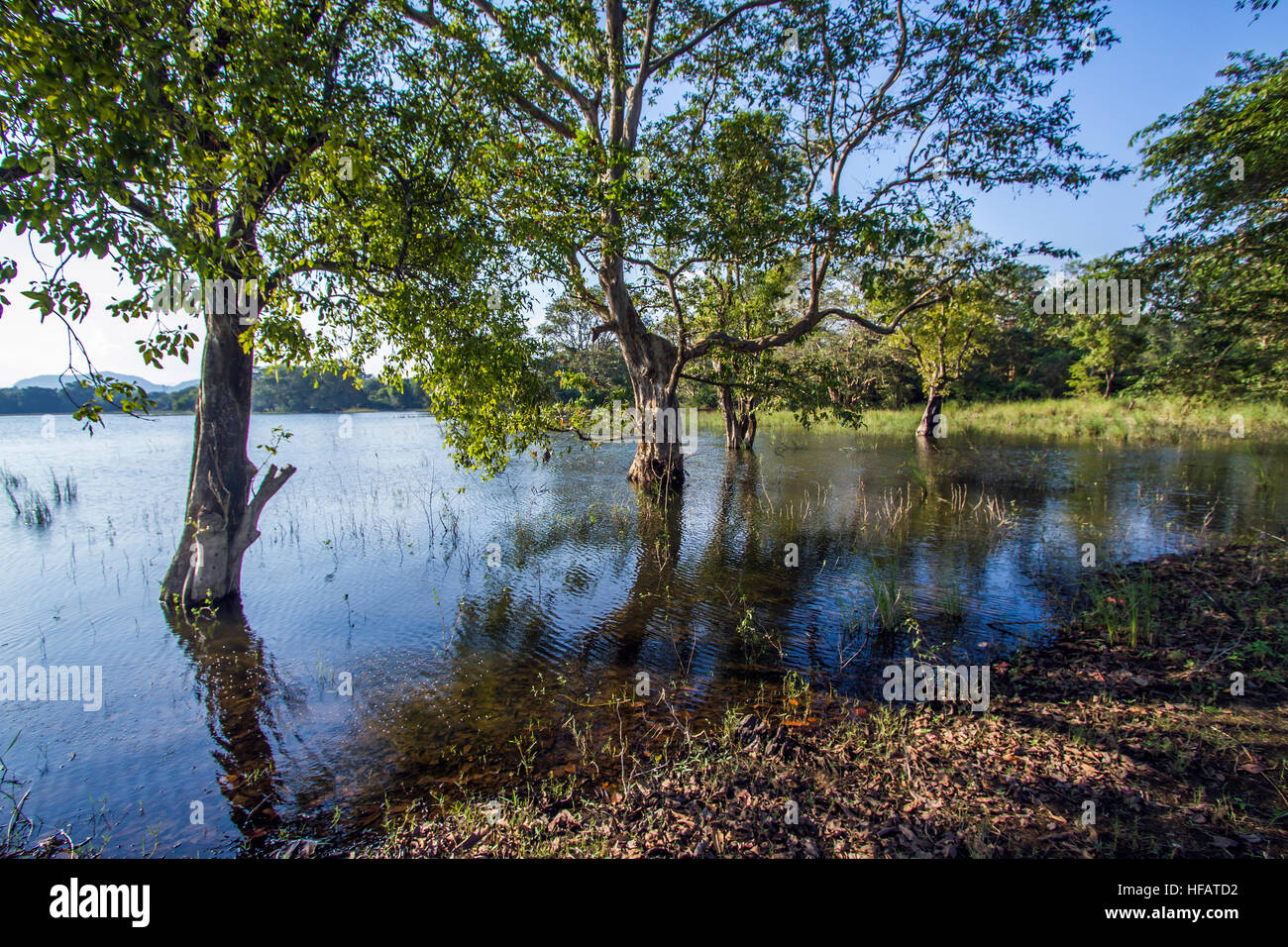 Nature reserve in Minneriya reservoir, Sri Lanka Stock Photo - Alamy