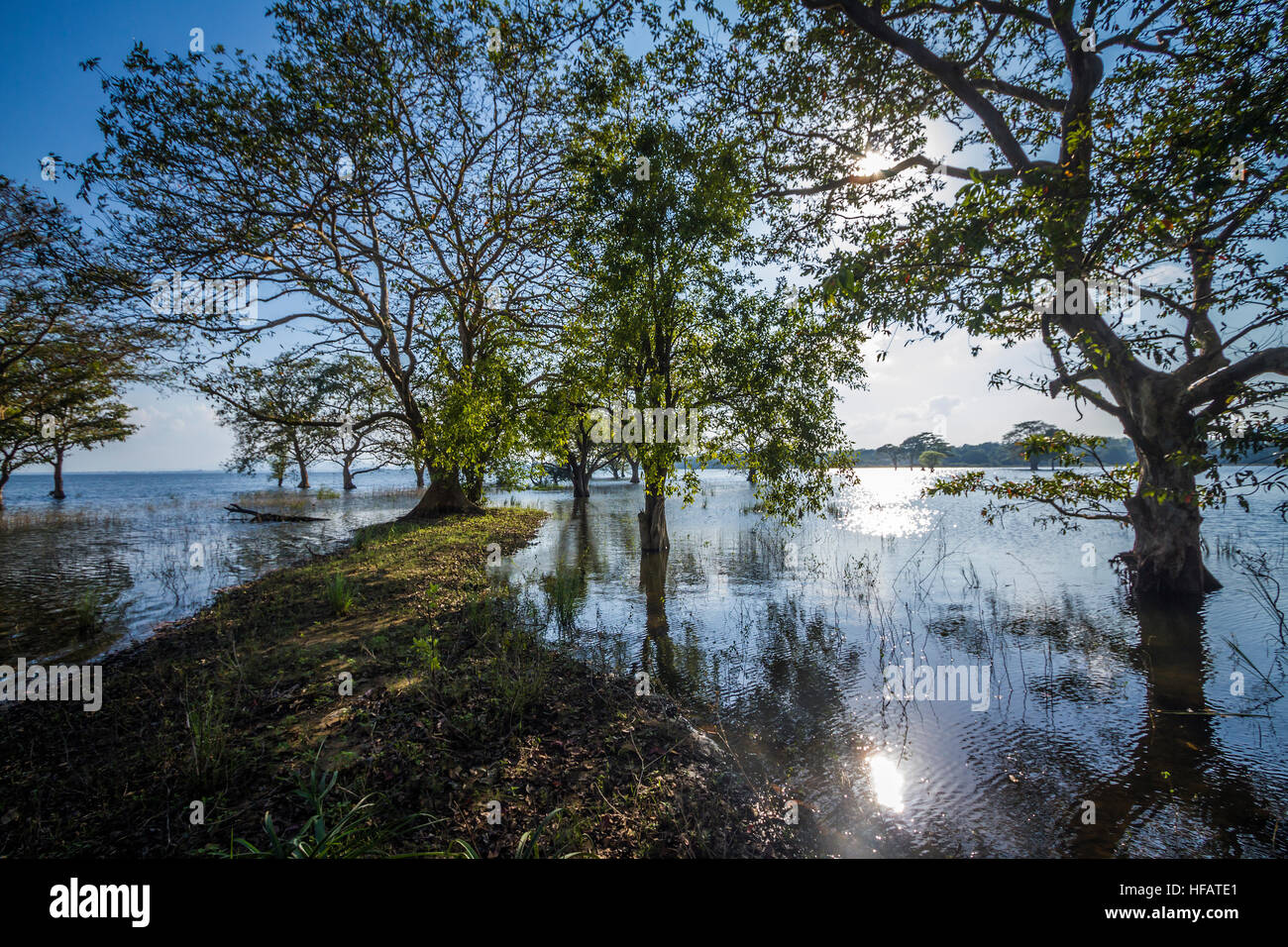 Nature reserve in Minneriya reservoir, Sri Lanka Stock Photo - Alamy