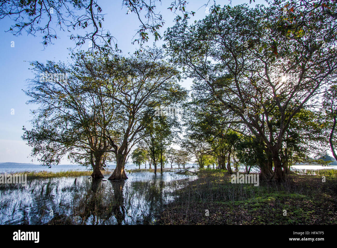 Nature reserve in Minneriya reservoir, Sri Lanka Stock Photo - Alamy
