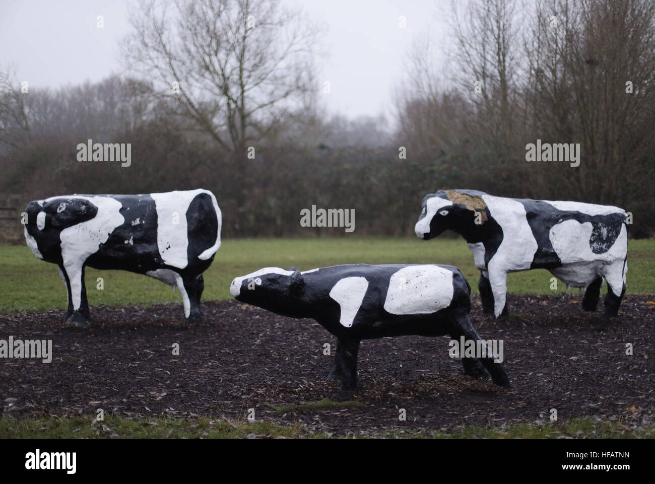 Replica concrete cows in Bancroft, Milton Keynes, as the town will ...