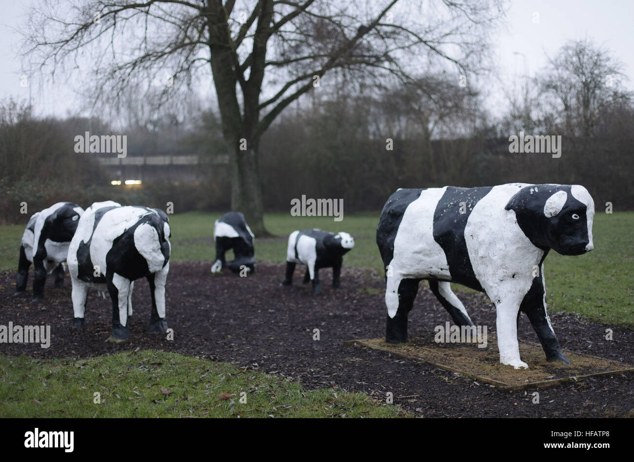 Replica concrete cows in Bancroft, Milton Keynes, as the town will ...