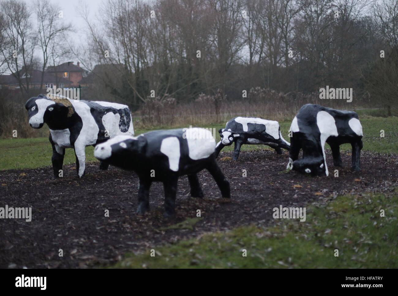 Replica concrete cows in Bancroft, Milton Keynes, as the town will ...