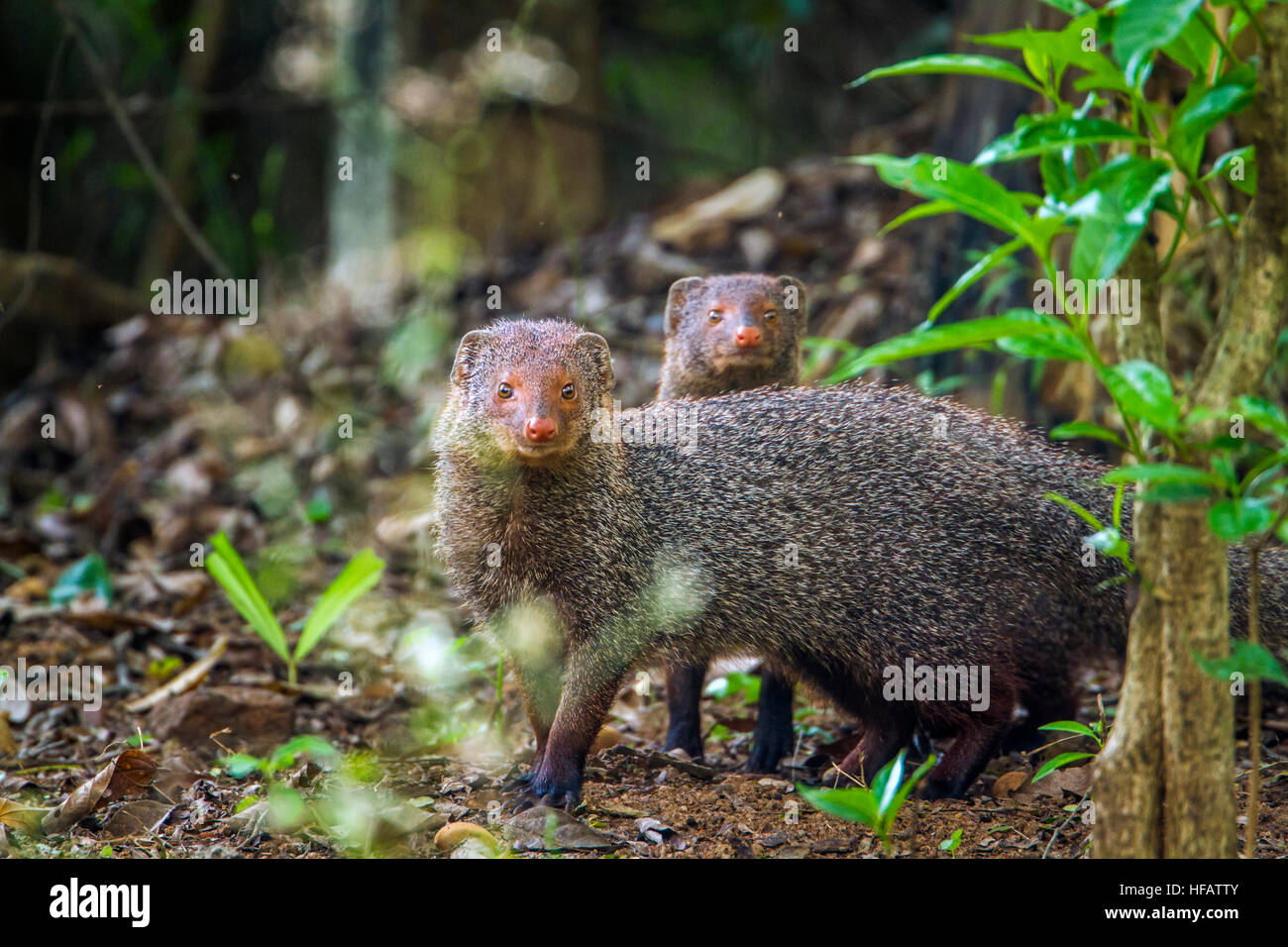 Grey mongoose in Minneriya national park, Sri Lanka ; specie Herpestes ...
