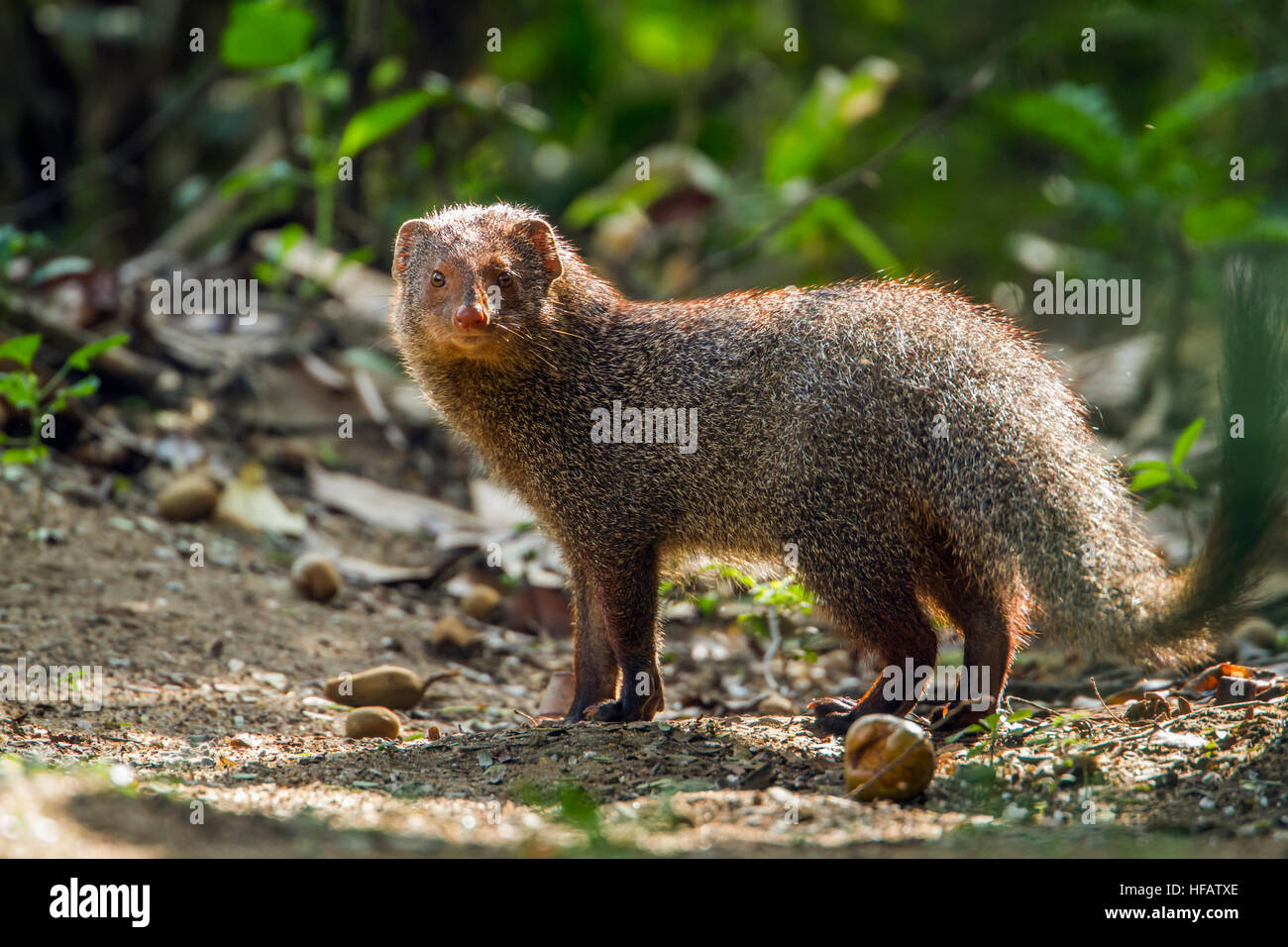 Grey mongoose in Minneriya national park, Sri Lanka ; specie Herpestes ...