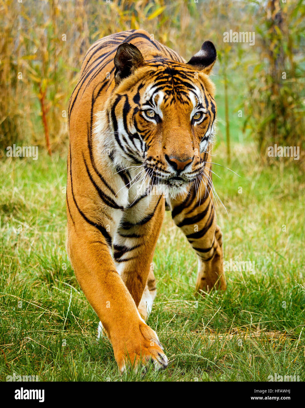 Tiger bamboo hi-res stock photography and images - Alamy