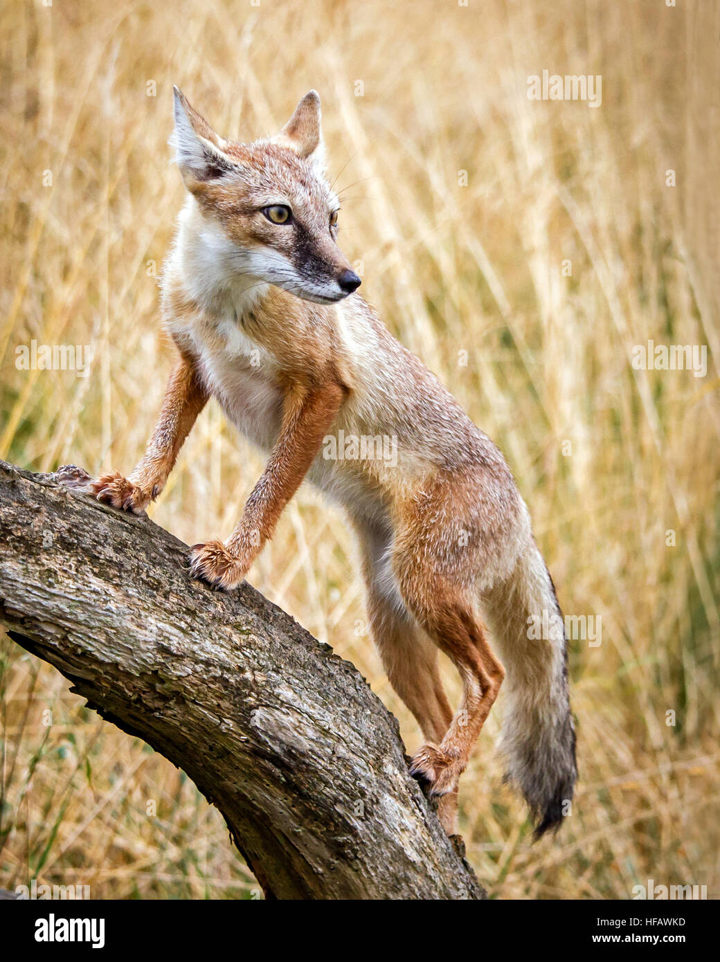 Corsac Fox climbing on branch Stock Photo - Alamy