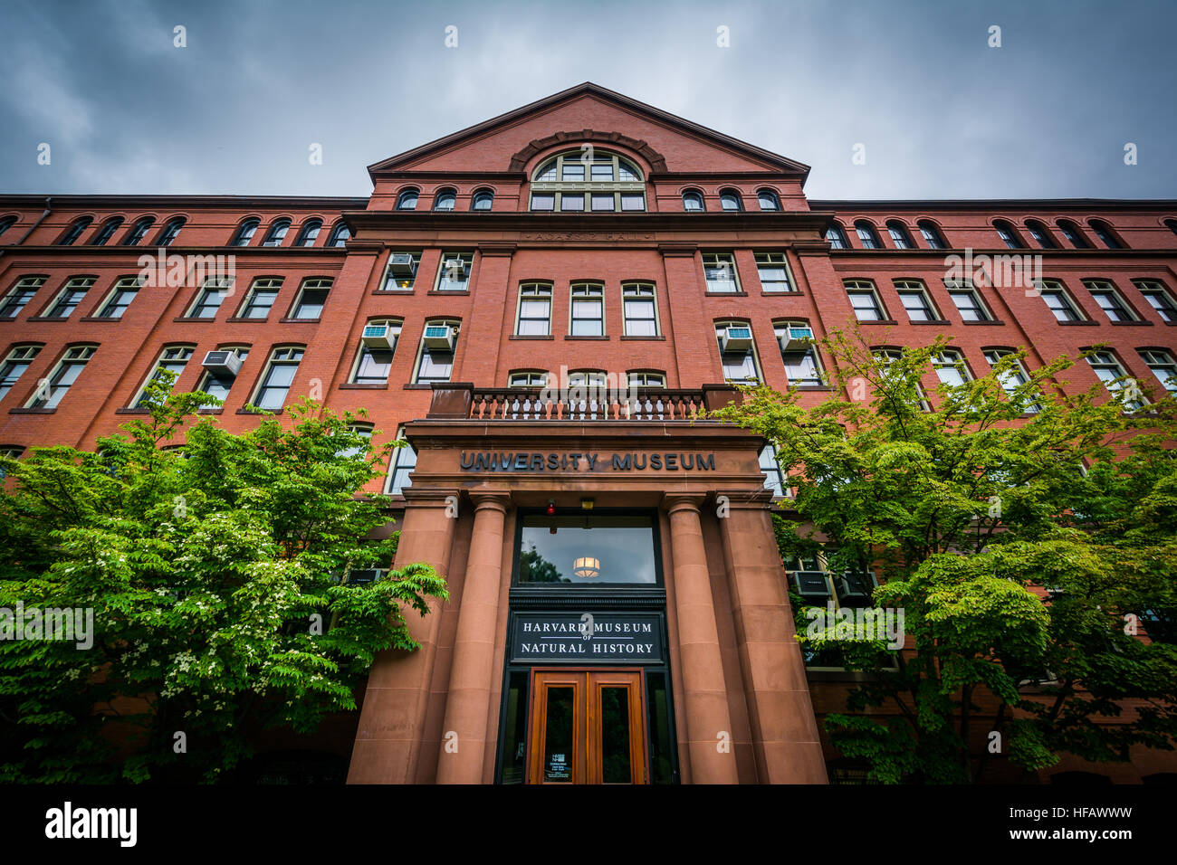 The Harvard Museum of Natural History, in Cambridge, Massachusetts ...