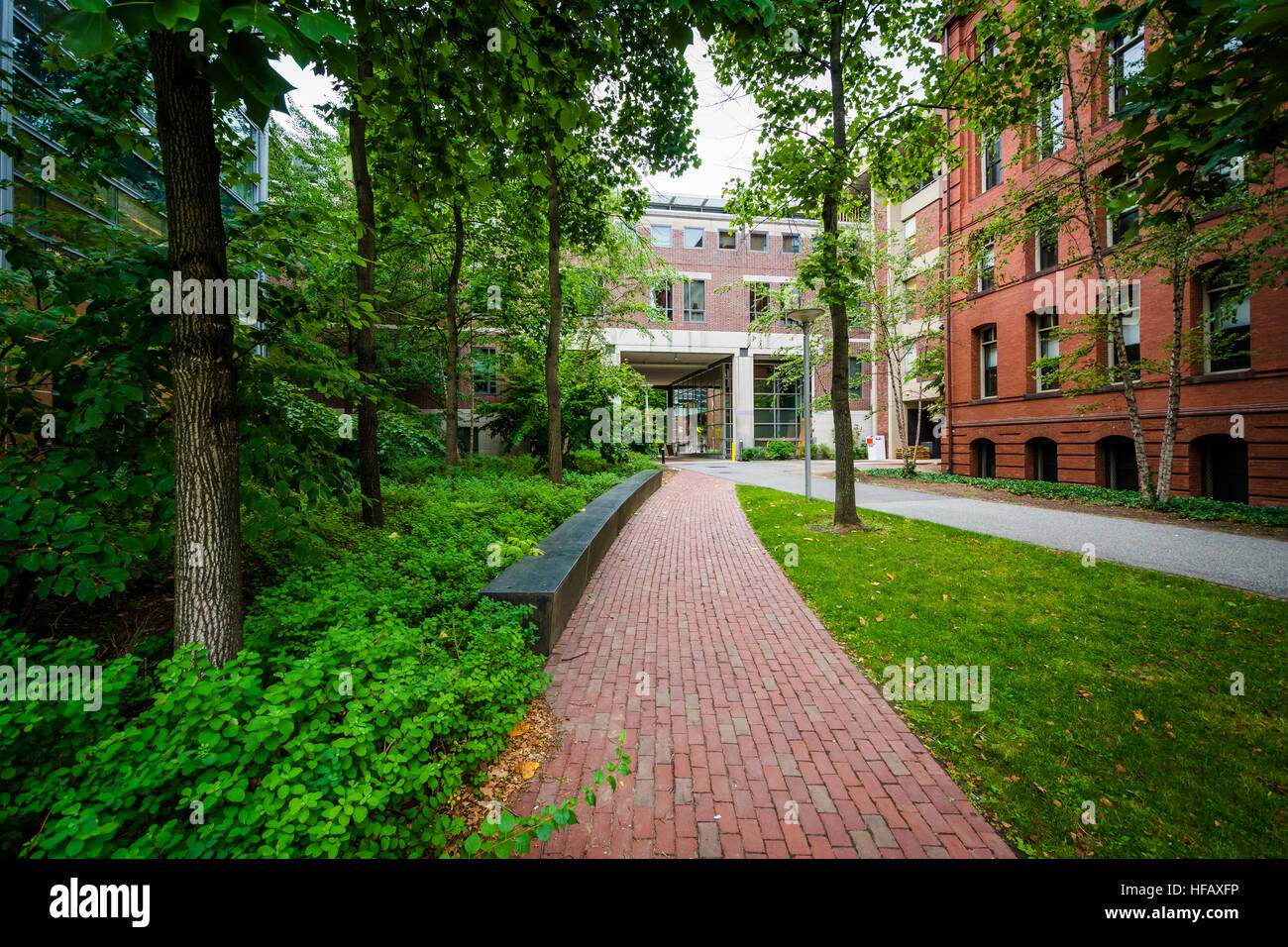 Walkway and buildings at Harvard University, in Cambridge ...