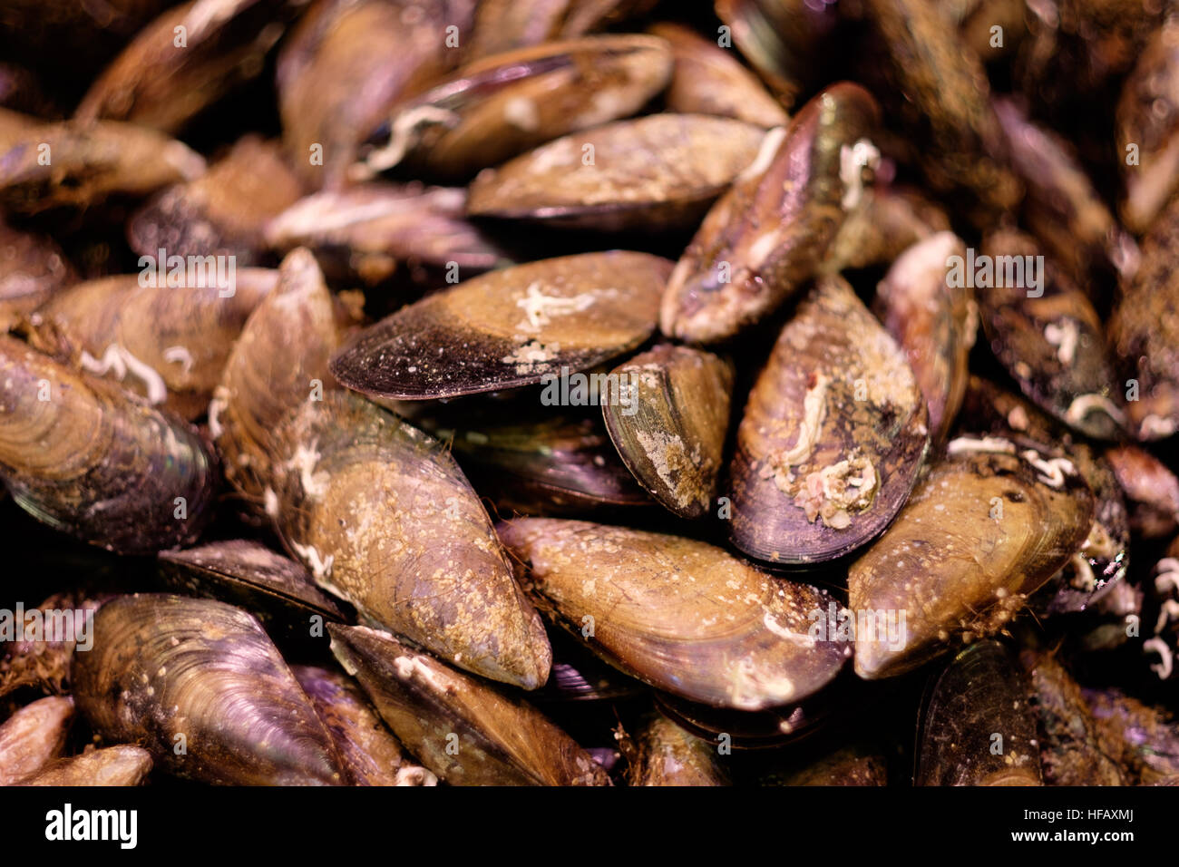 Cockles and mussels hi-res stock photography and images - Alamy
