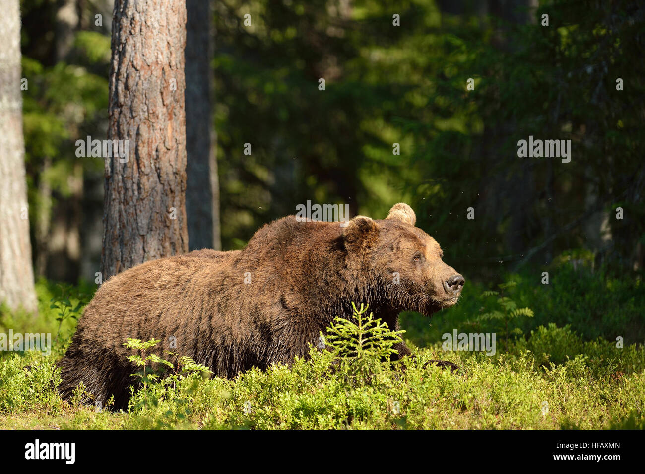Brown bear resting in the forest Stock Photo - Alamy