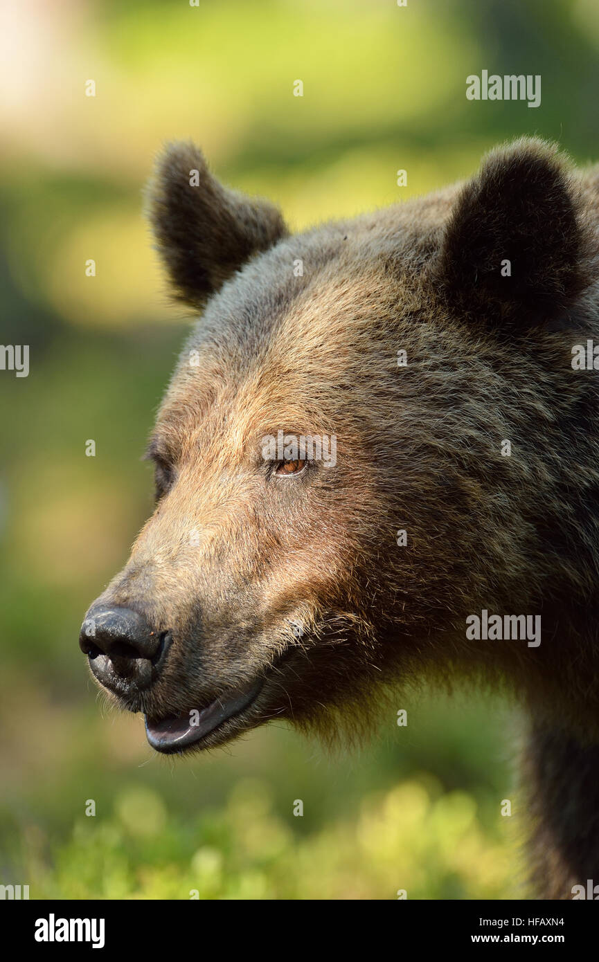Brown bear portrait with forest background Stock Photo - Alamy