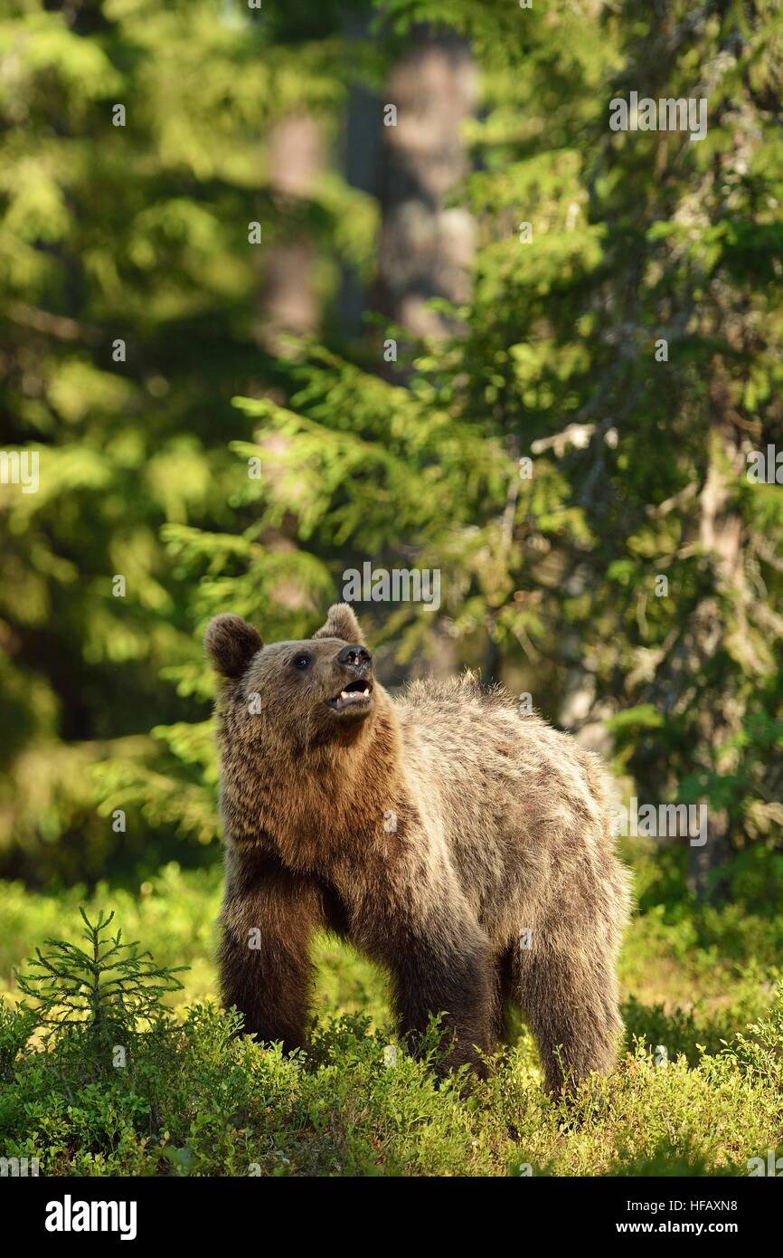 Brown bear in the forest Stock Photo - Alamy