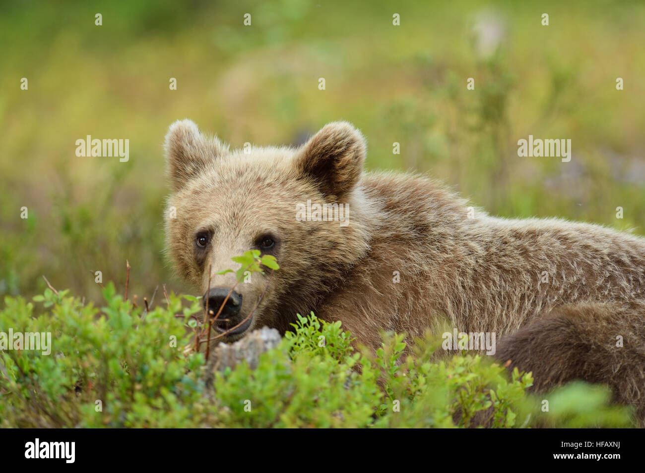 Young bear lying on the ground Stock Photo - Alamy