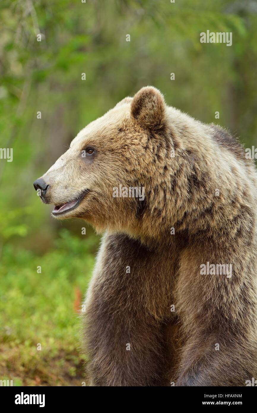 Brown bear portrait in forest Stock Photo - Alamy