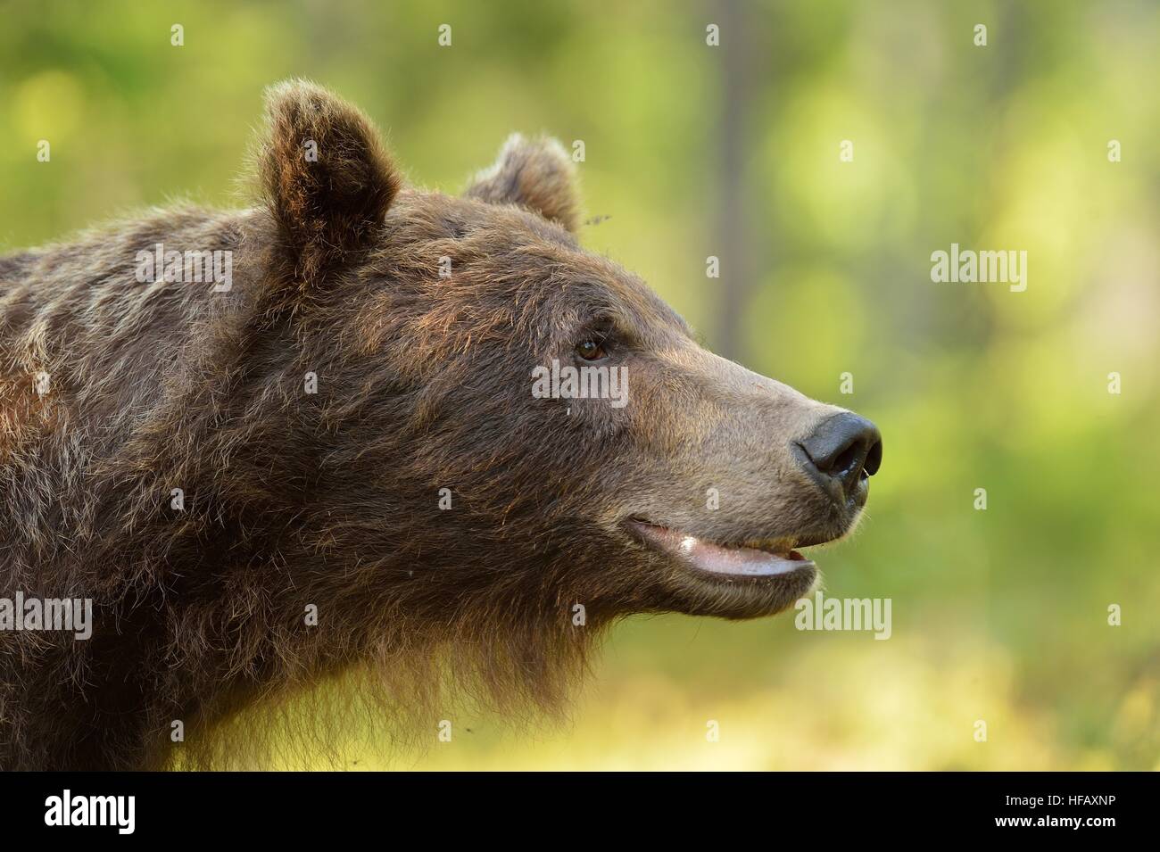 Grizzly Bear Head Side View