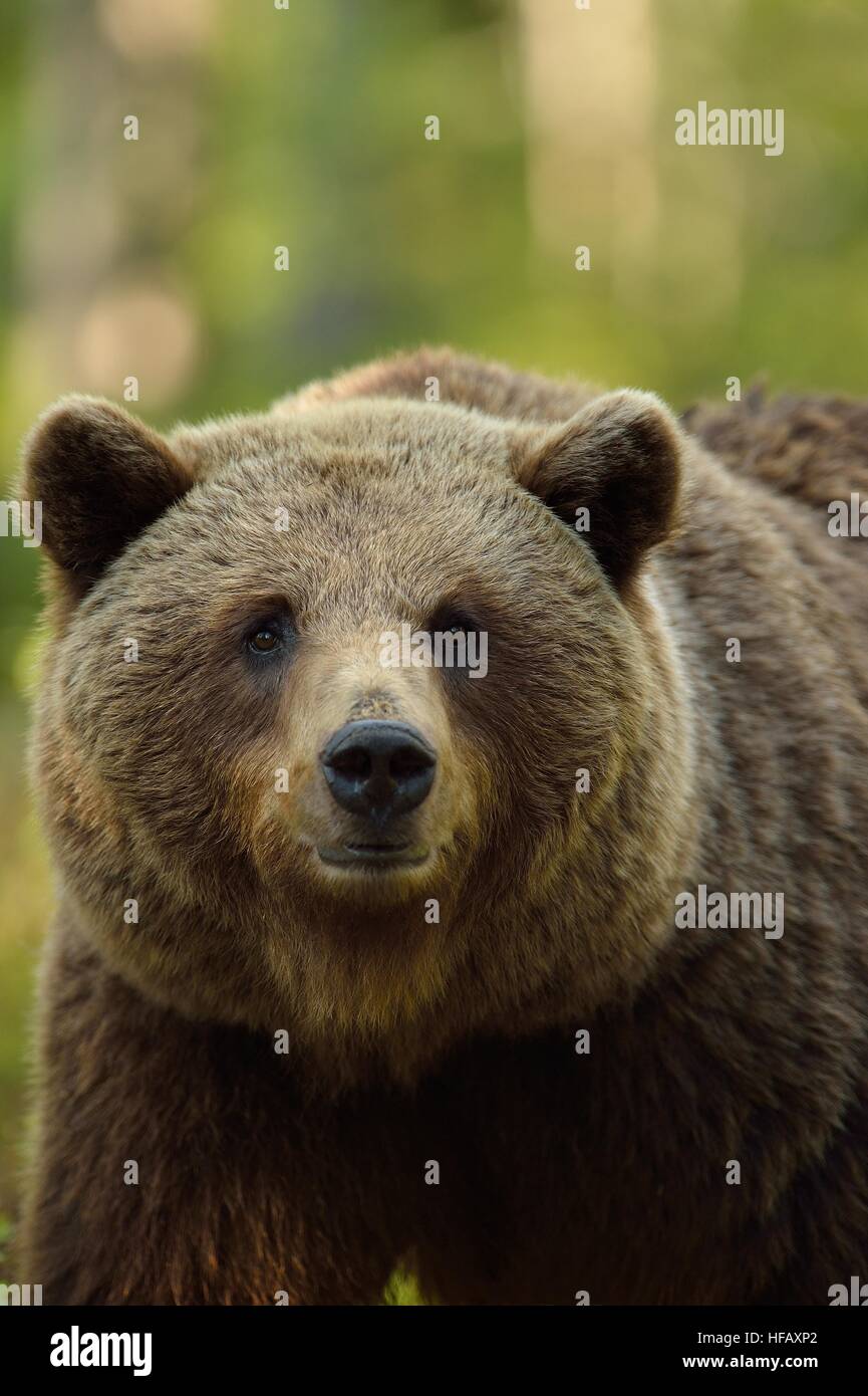 Brown bear portrait in forest Stock Photo - Alamy
