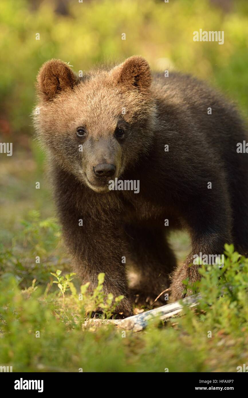Bear cub portrait in a forest at summer Stock Photo - Alamy