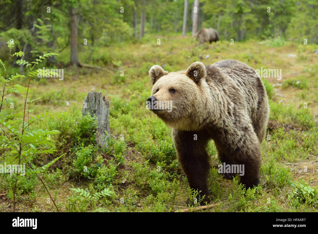 Wildlife 50mm hi-res stock photography and images - Alamy