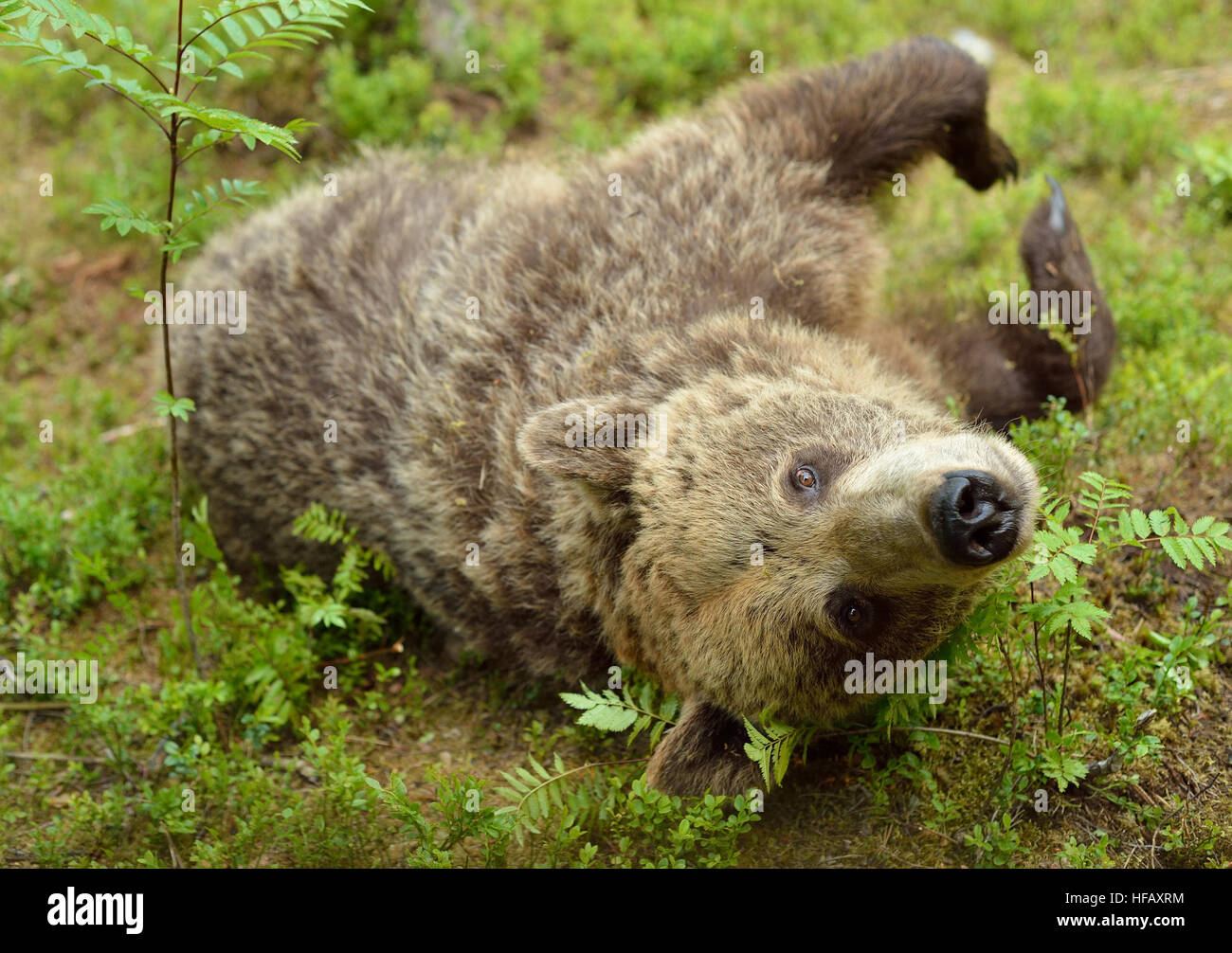 Bear lying down hi-res stock photography and images - Alamy