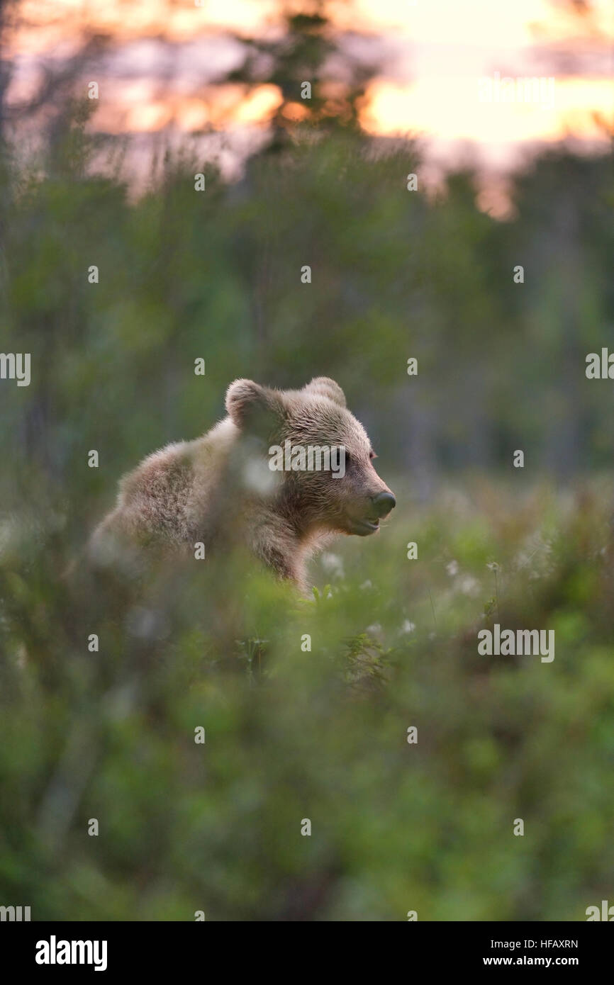 Wildlife cub hi-res stock photography and images - Alamy