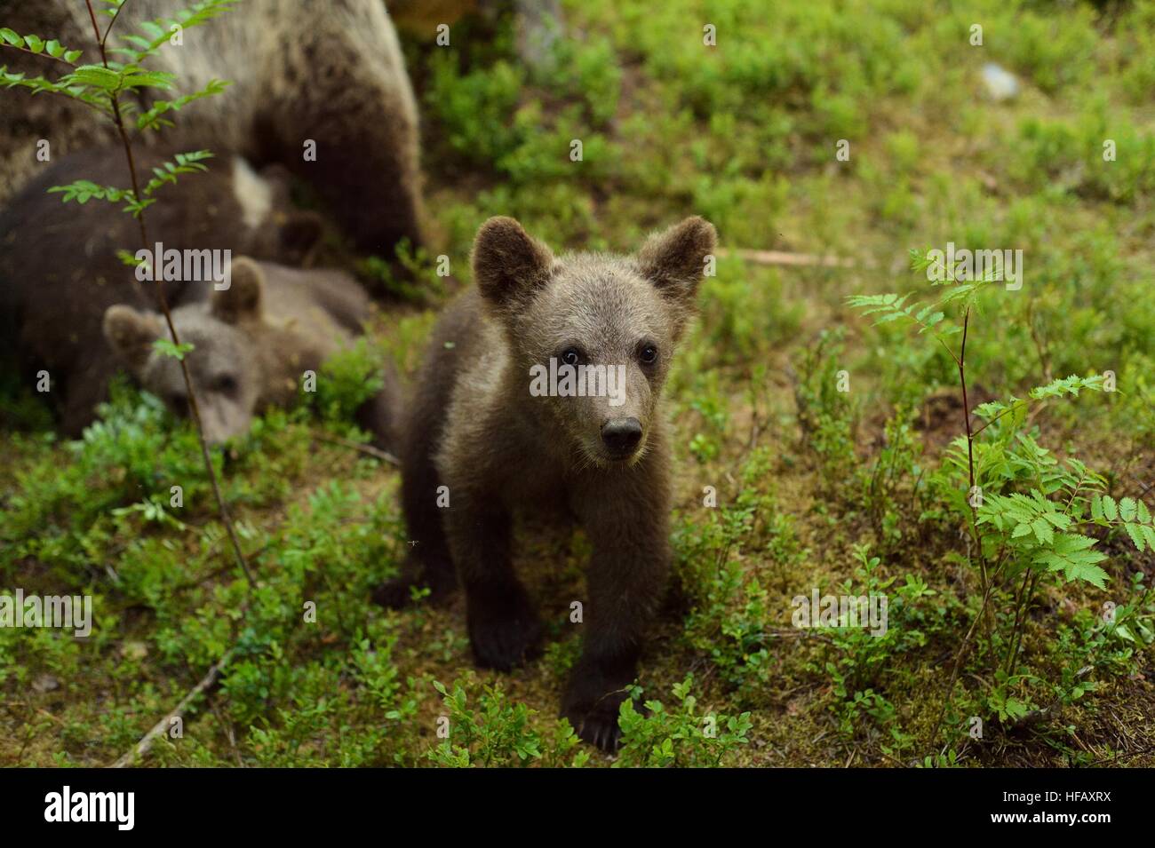 Bear cub in forest Stock Photo - Alamy