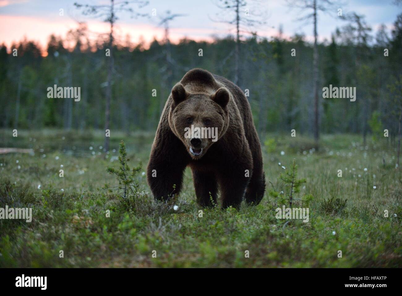 brown bear approaching after sunset Stock Photo - Alamy