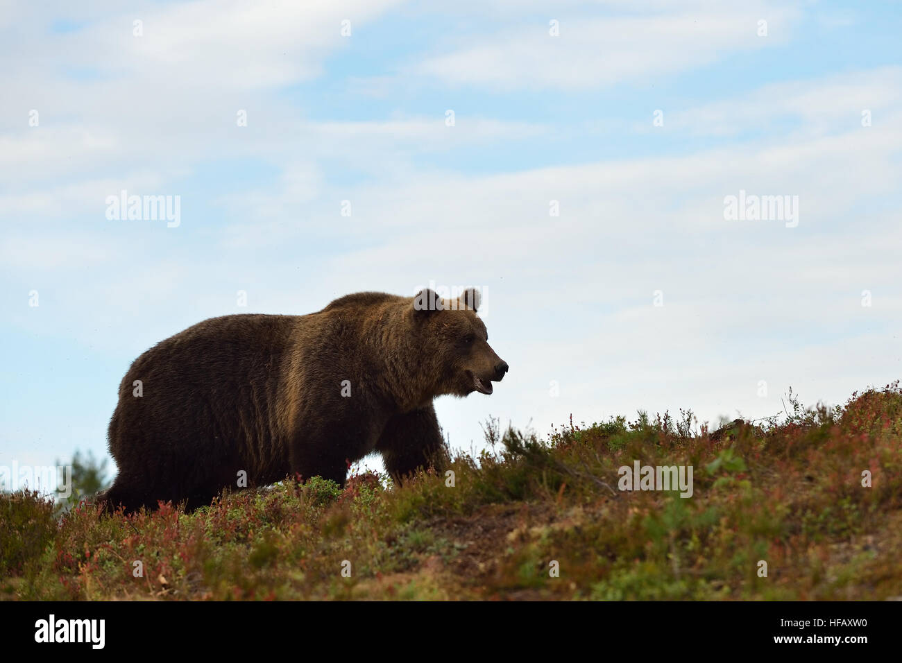 brown bear on the hill blue sky in background Stock Photo - Alamy