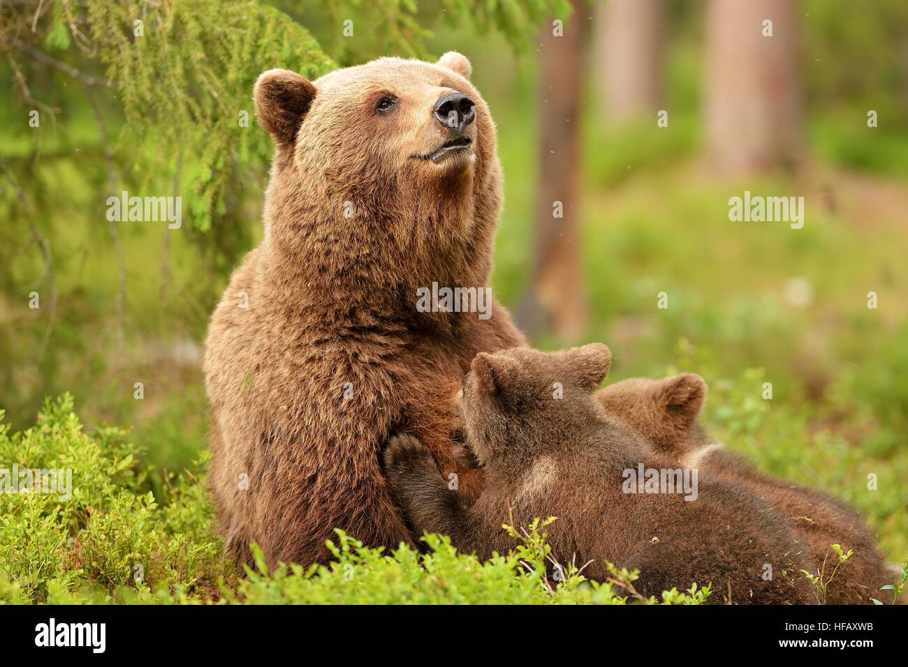 Bear with cubs. Bear feeding cubs. Bear breastfeeding cubs Stock Photo ...