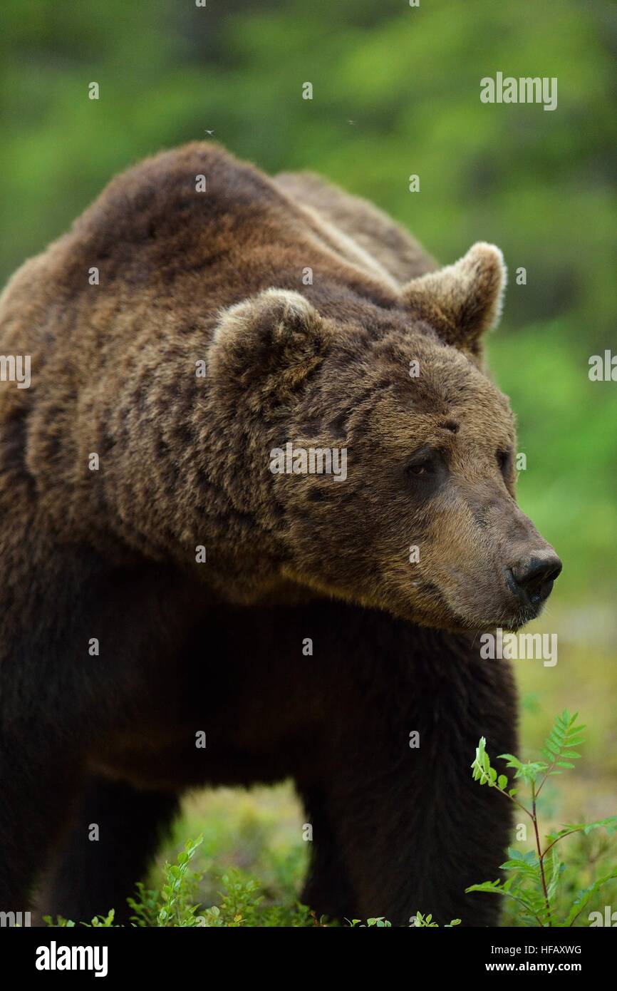 Massive male brown bear portrait Stock Photo - Alamy