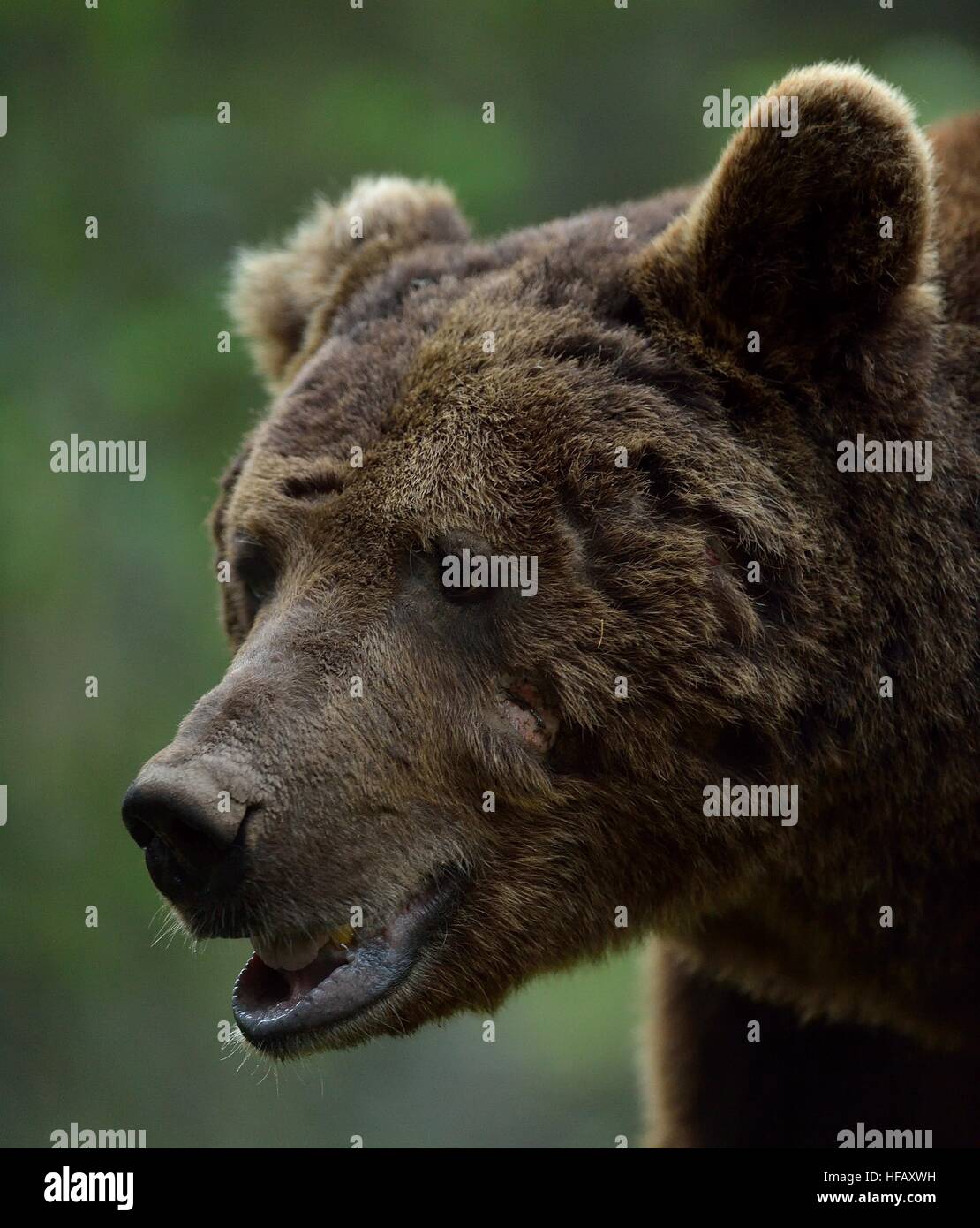 Bear face close hi-res stock photography and images - Alamy