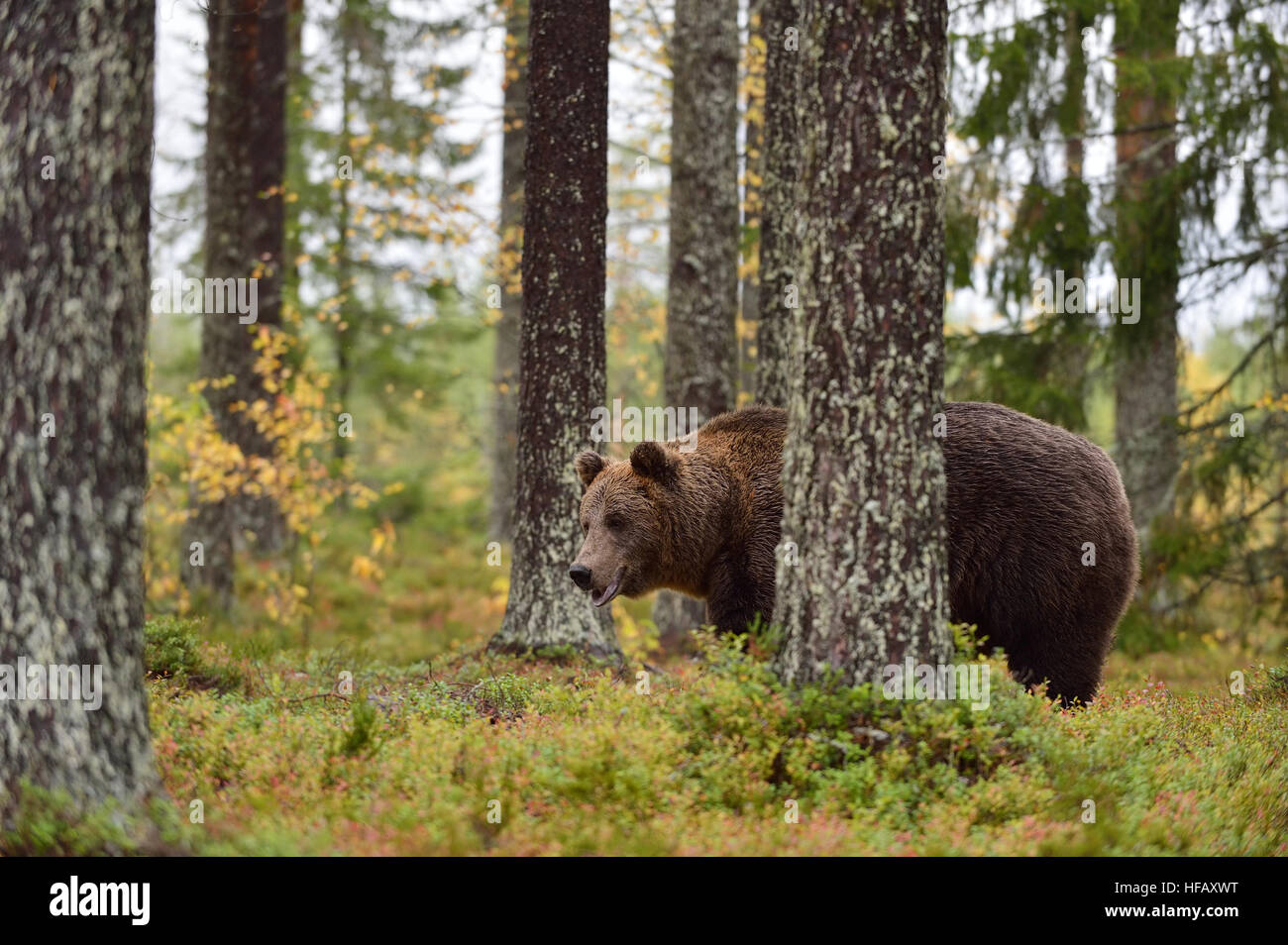 Brown bear behind the trees hi-res stock photography and images - Alamy