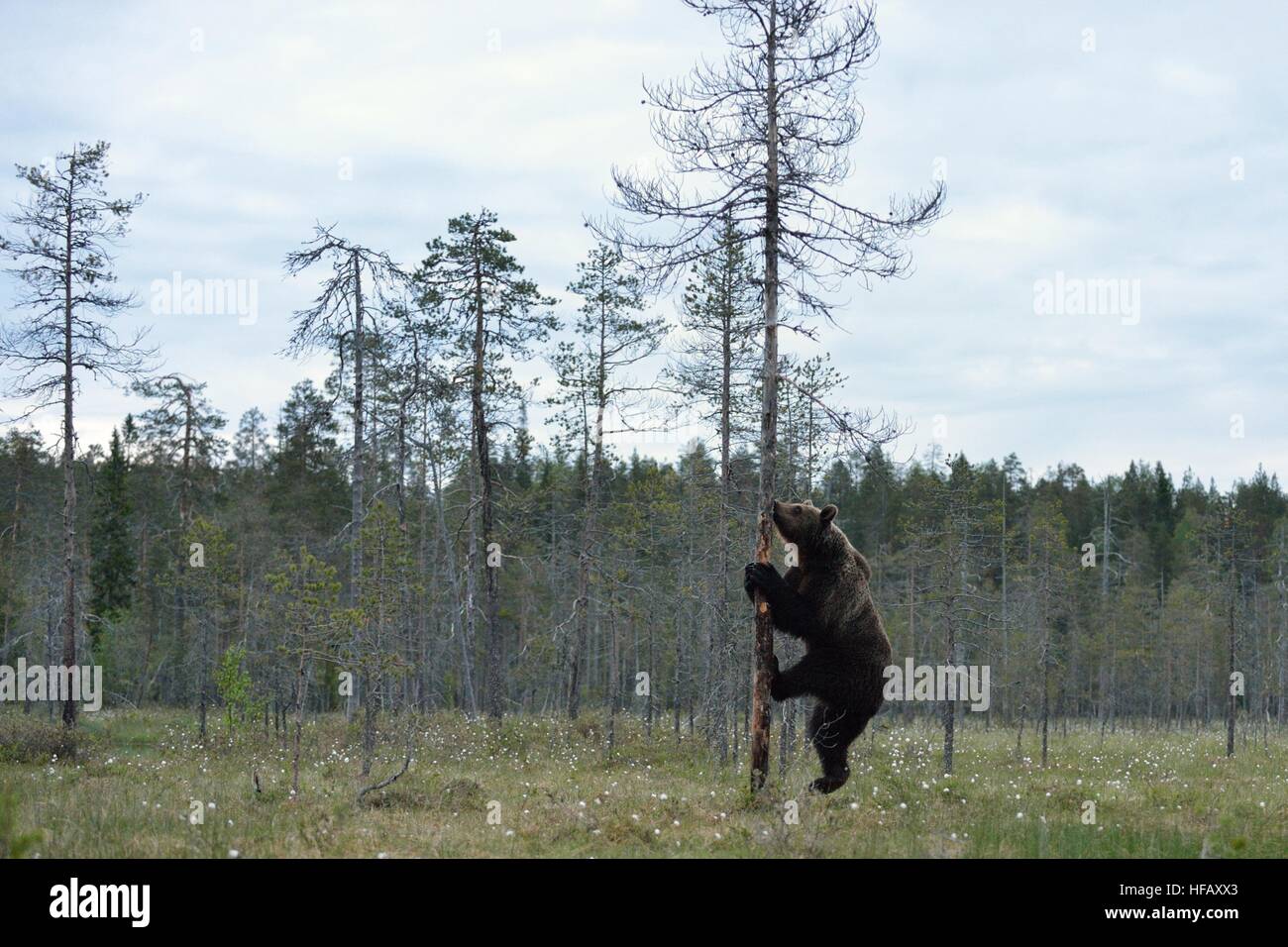 Male climbing up a tree hi-res stock photography and images - Alamy
